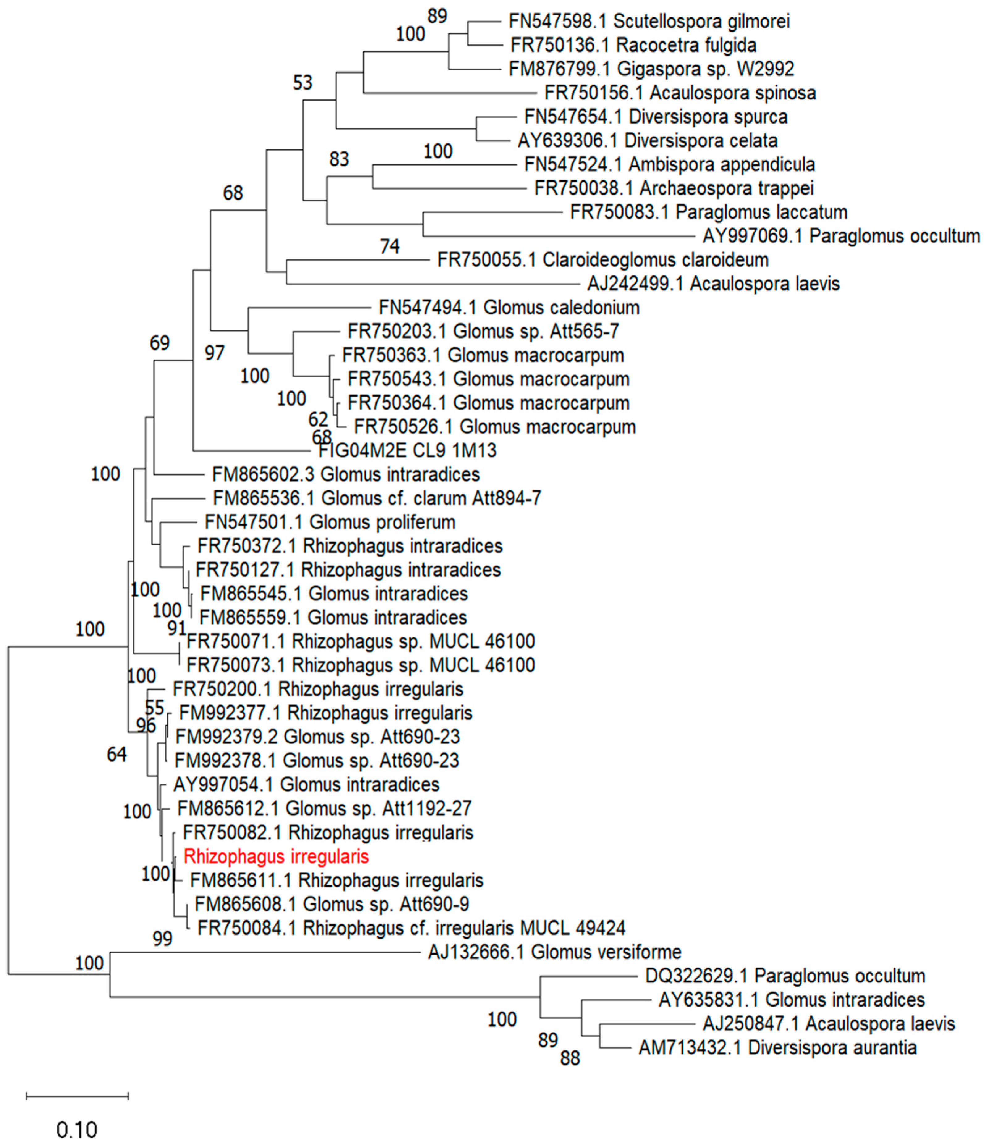 Monoxenic Root Organ Culture Enables High-Yield Production of Viable ...