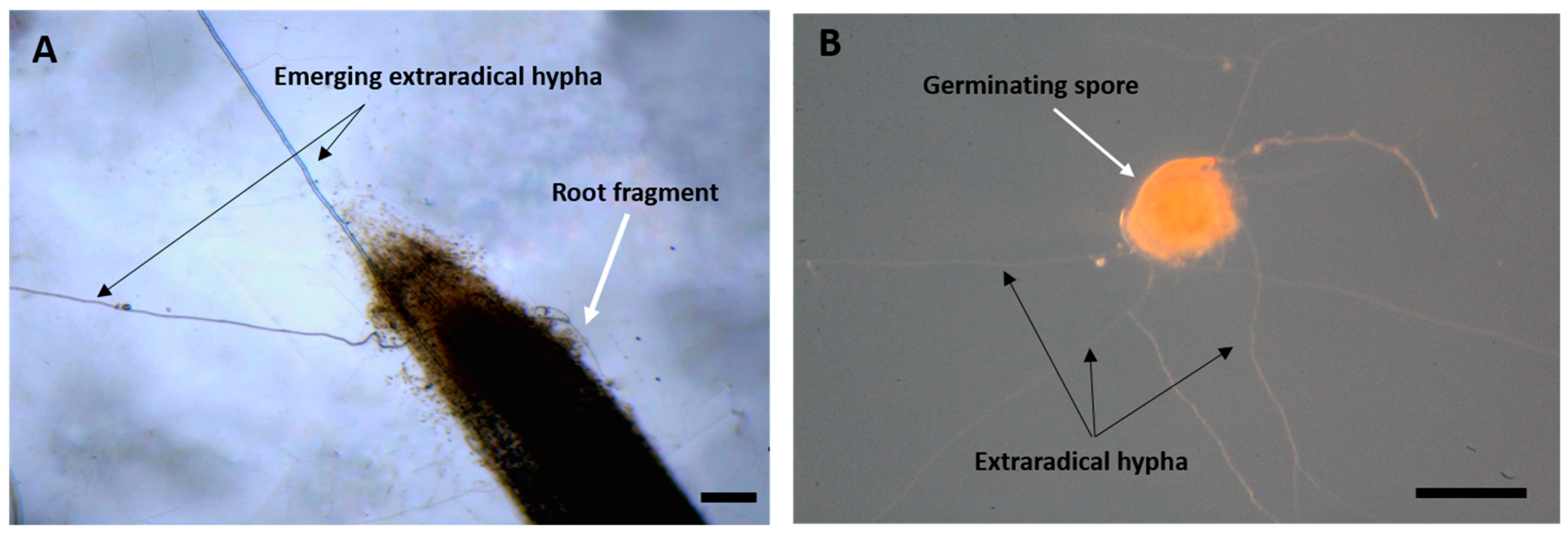 Monoxenic Root Organ Culture Enables High-Yield Production of Viable ...