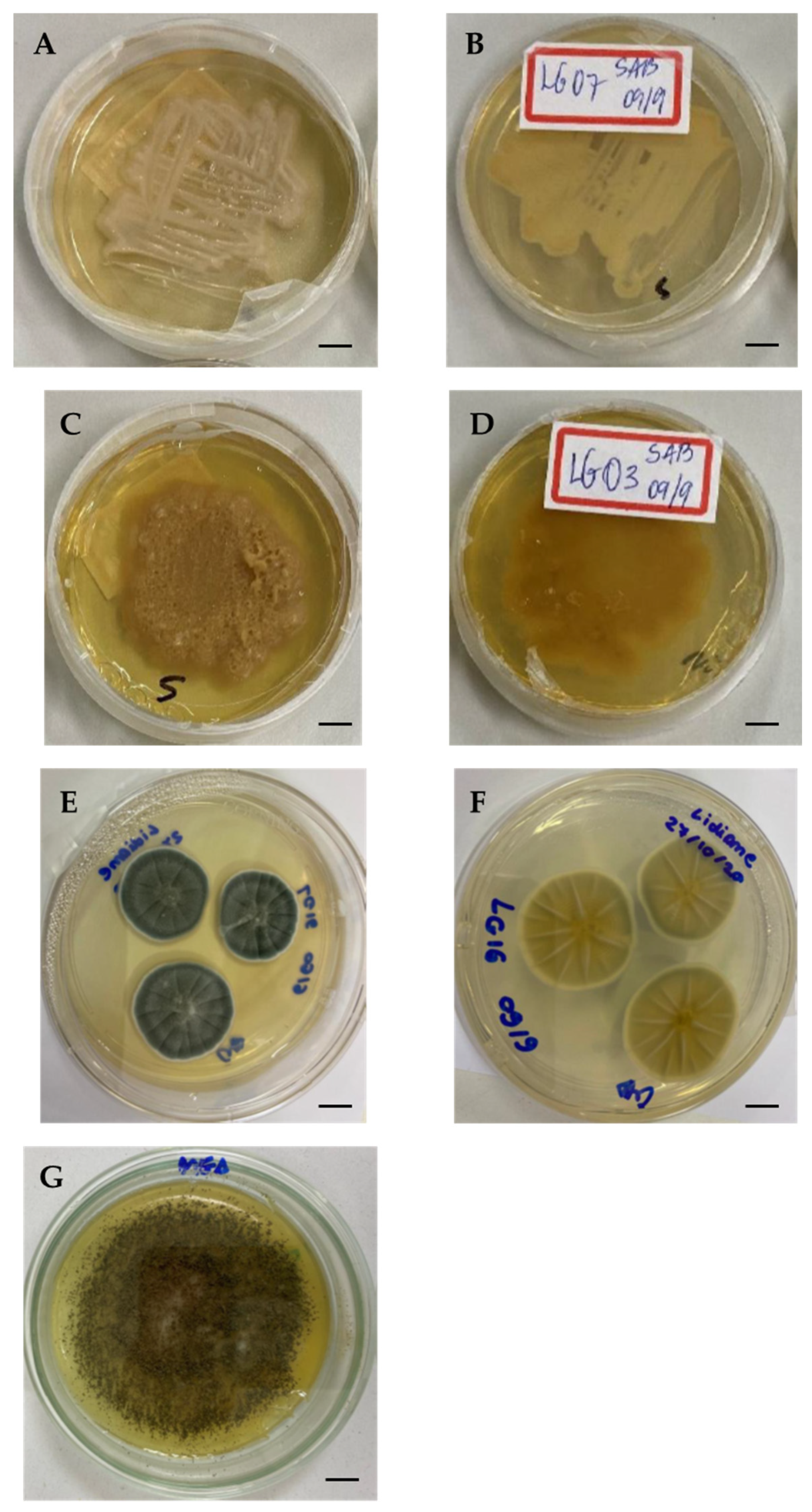 Isolation and Characterization of Yeast-like and Filamentous Fungi from ...