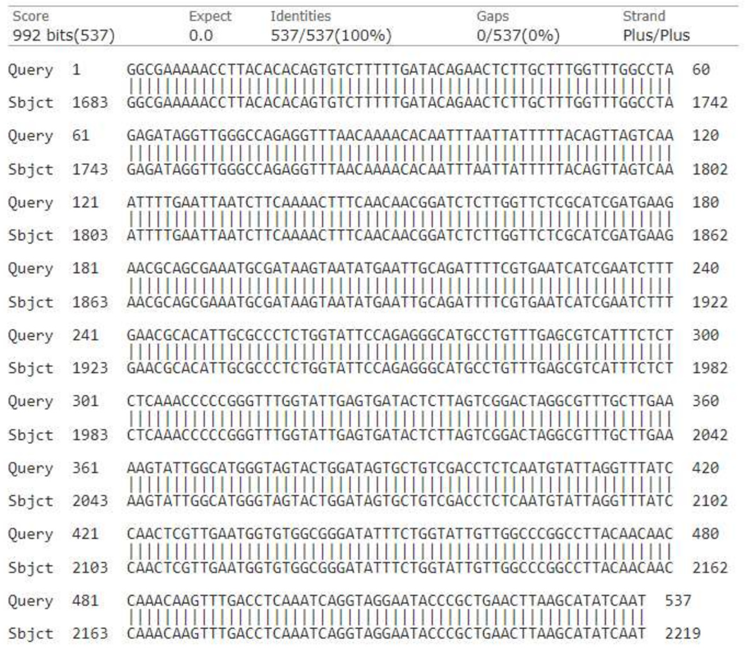 Isolation and Characterization of Yeast-like and Filamentous Fungi from ...
