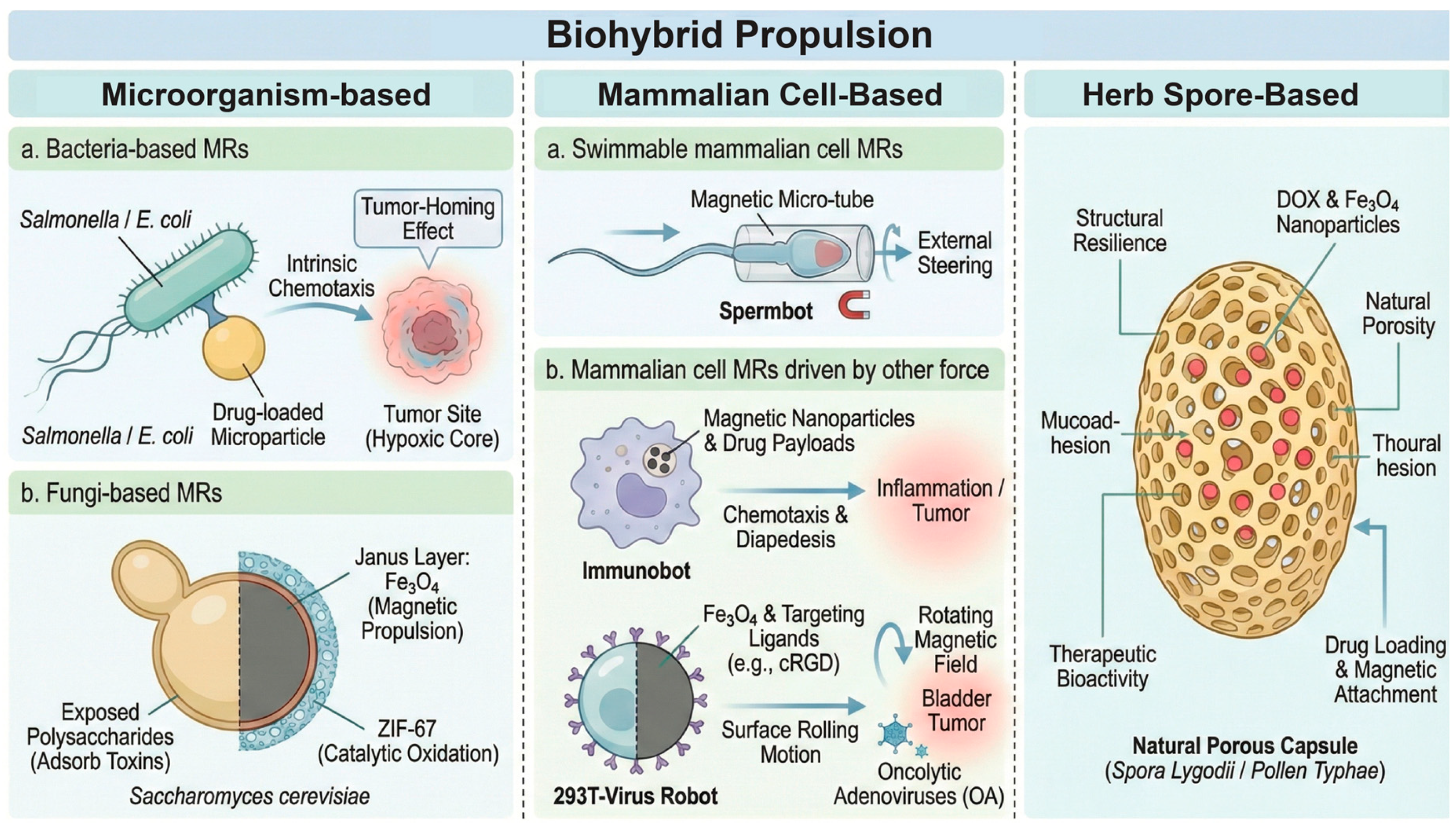 Active Propelled Micro Robots in Drug Delivery for Urologic Diseases