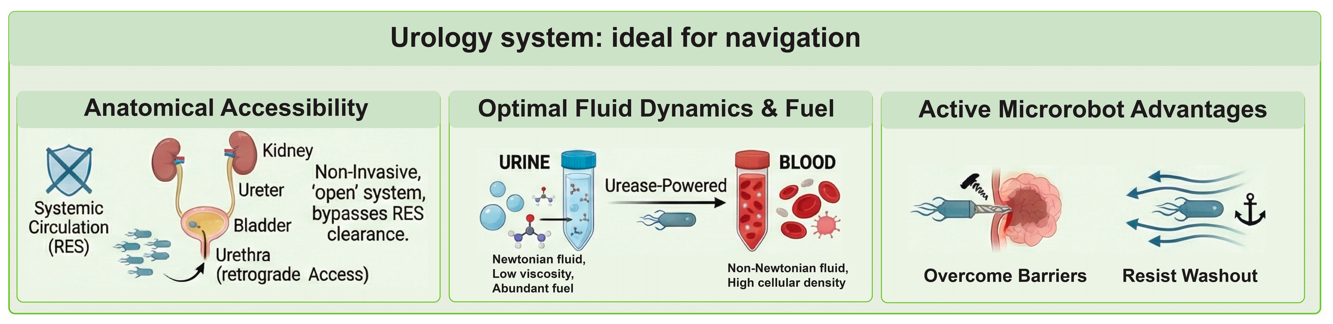 Active Propelled Micro Robots in Drug Delivery for Urologic Diseases