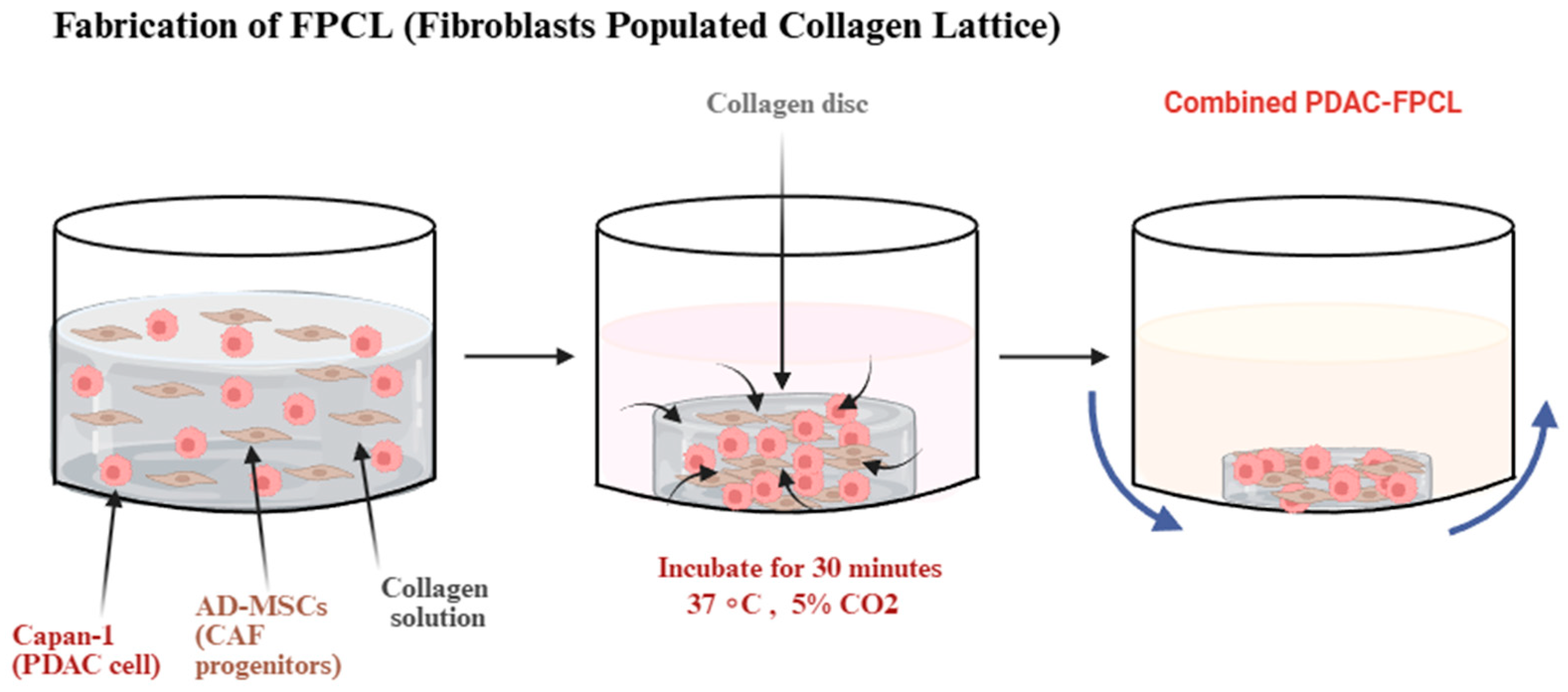Integration of Fibroblast-Populated Collagen Lattices and Perfusable ...