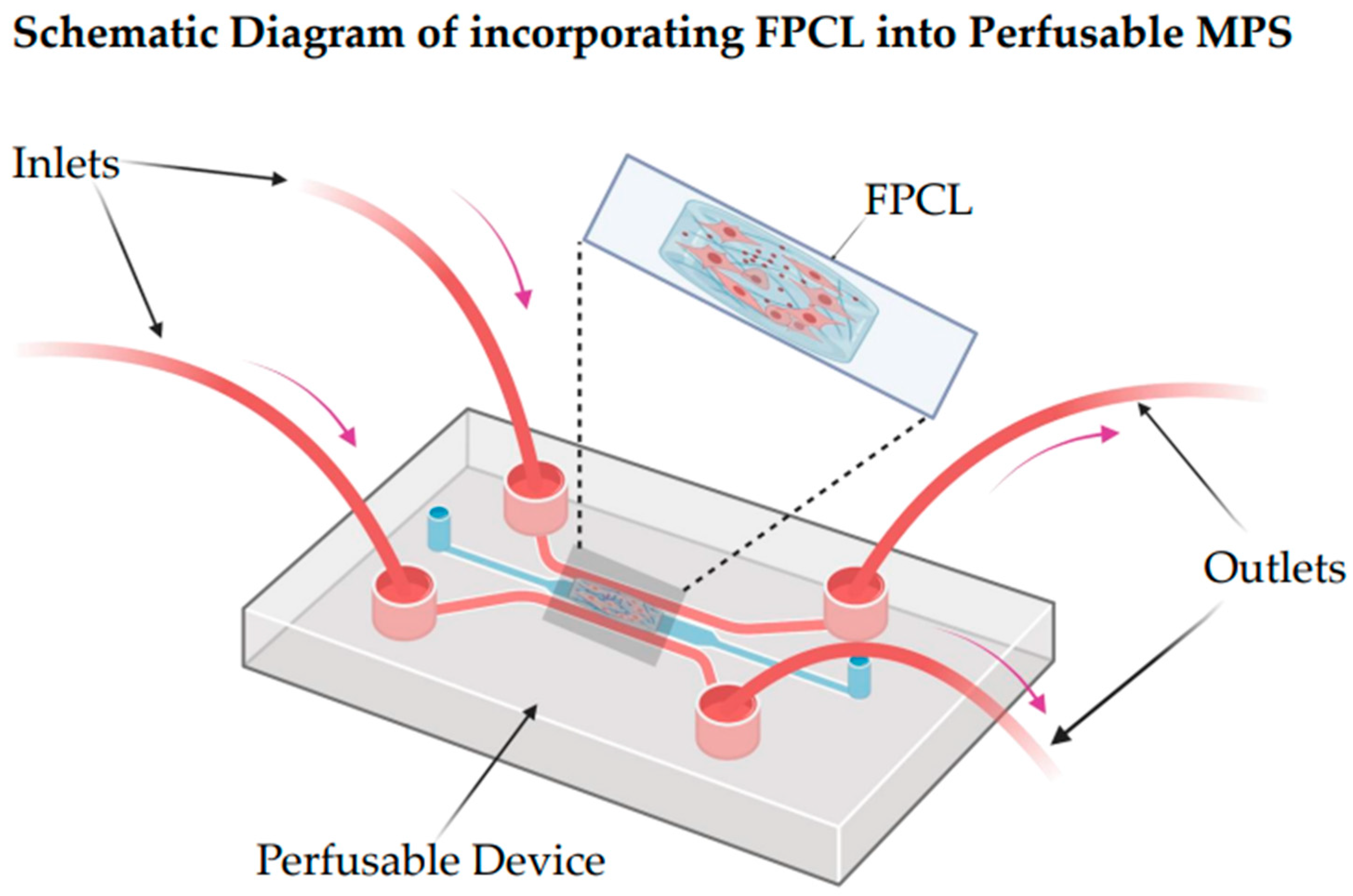 Integration of Fibroblast-Populated Collagen Lattices and Perfusable ...