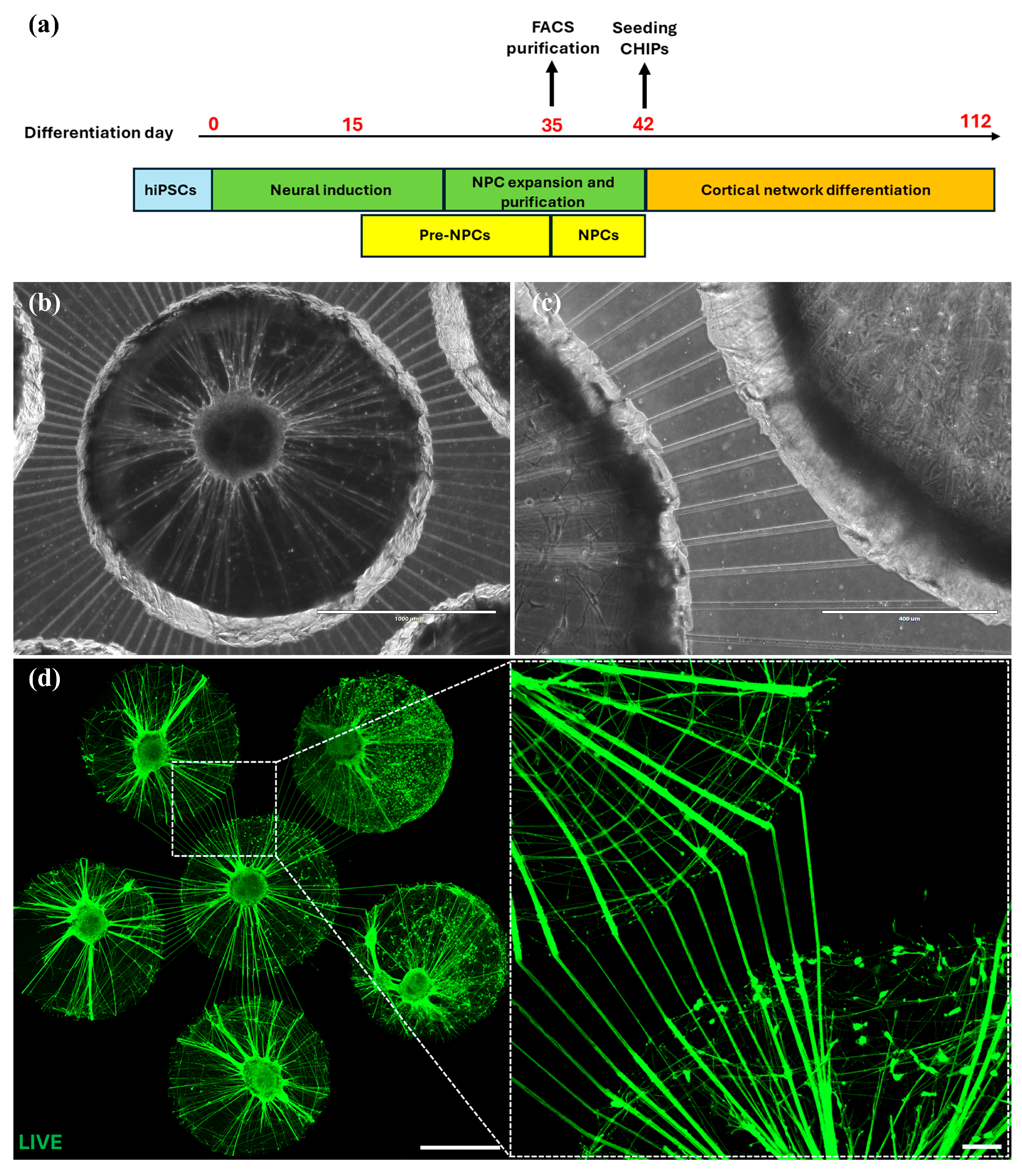 Nervous System-on-Chip: Innovative Microfluidic Platform to ...
