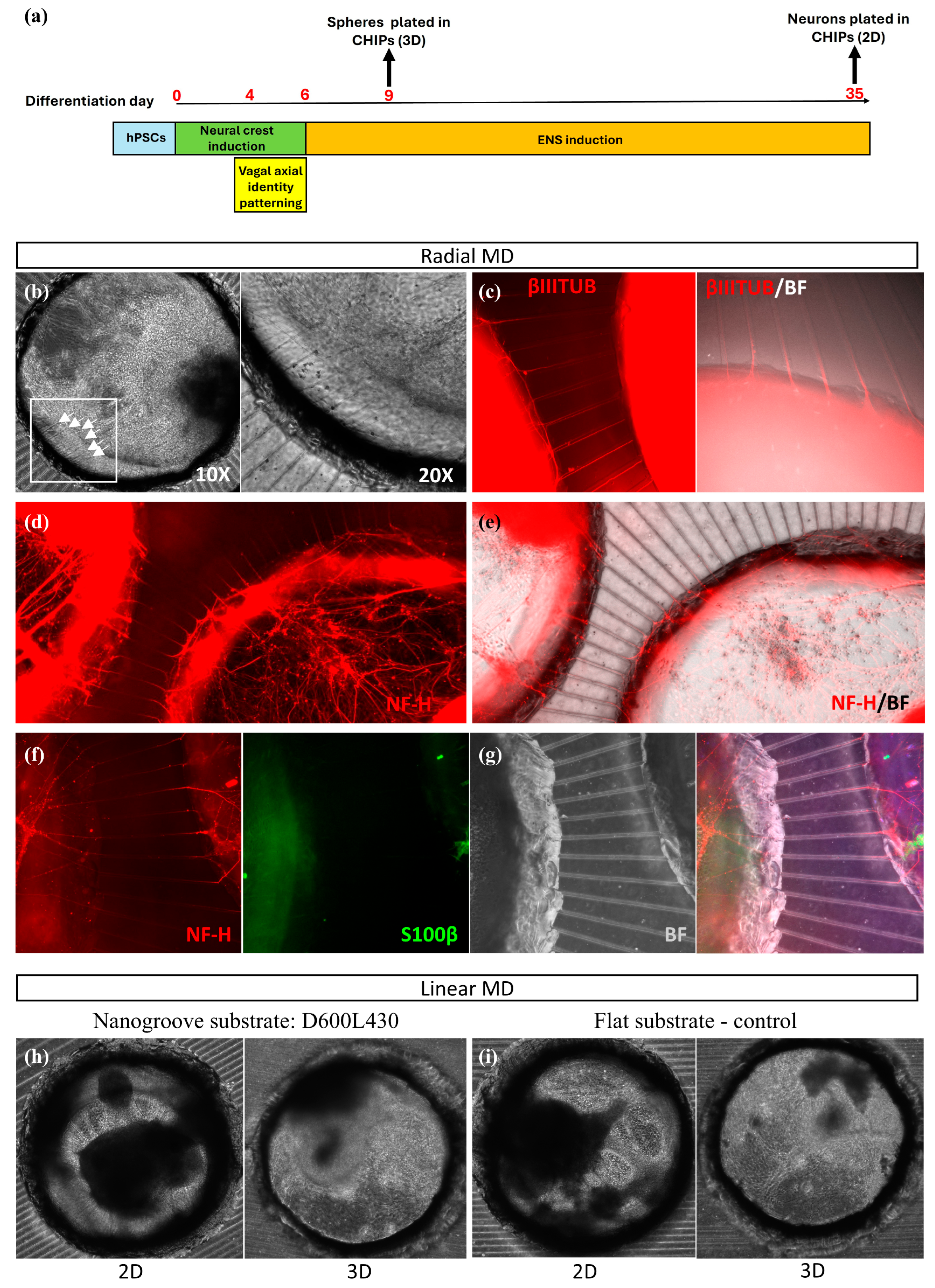 Nervous System-on-Chip: Innovative Microfluidic Platform to ...