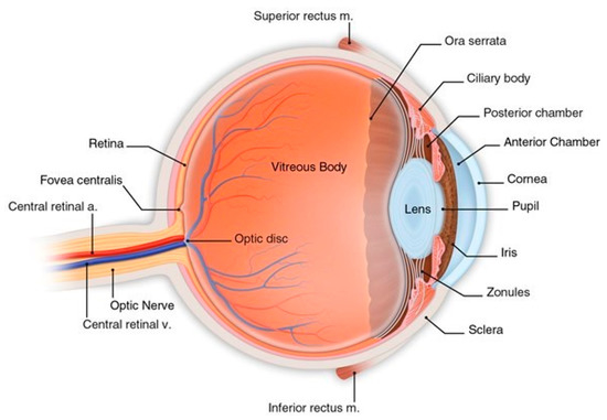 Current Evidence on the Ocular Surface Microbiota and Related Diseases