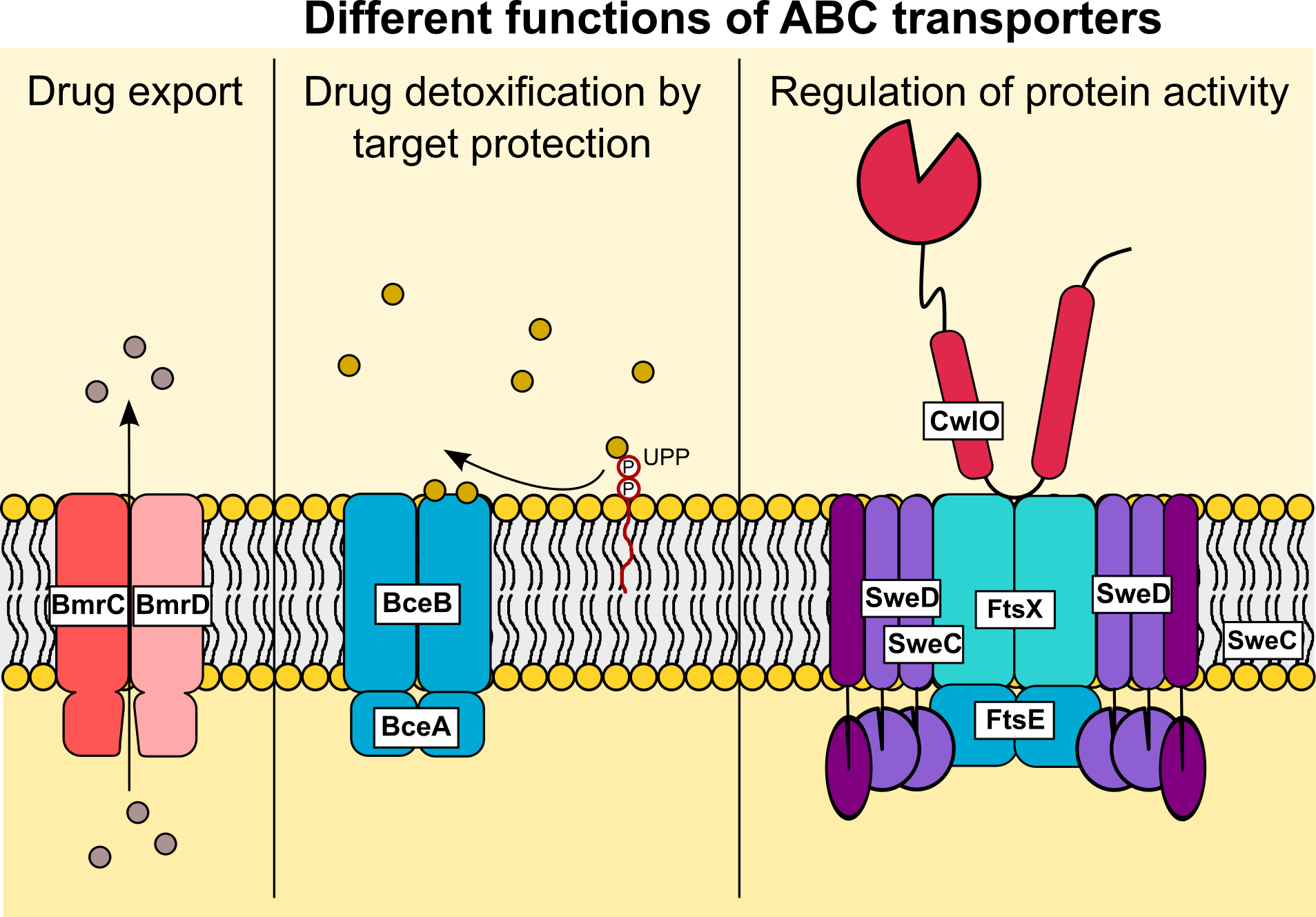 Microorganisms Free Full Text Not Just Transporters Alternative Microorganisms Free Full Text Not Just Transporters Alternative