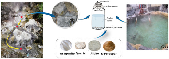 Minerals Determined a Special Ecological Niche and Selectively Enriched ...