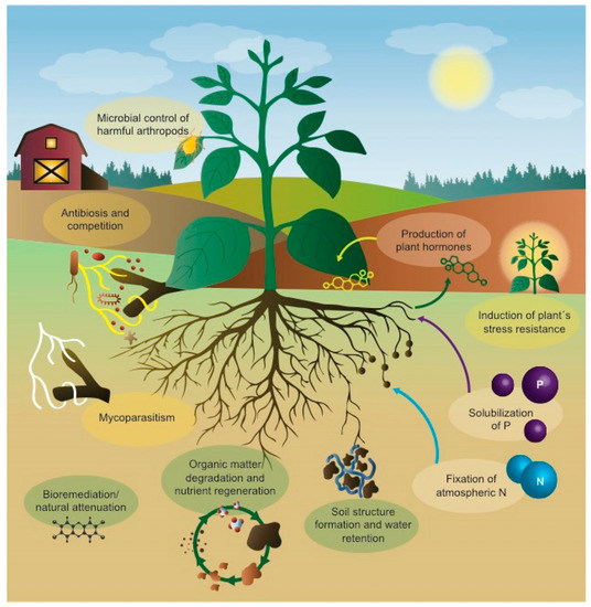 Reaping the Benefits of Microorganisms in Cropping Systems: Is the ...