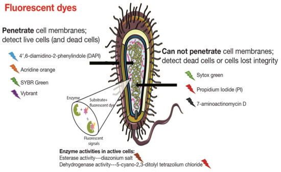 Current Applications of Absolute Bacterial Quantification in Microbiome ...