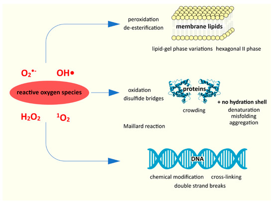 Introduction to Bacterial Anhydrobiosis: A General Perspective and the ...