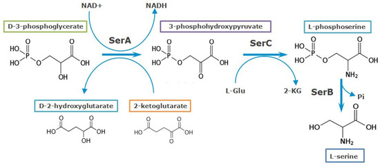 Revealing a New Family of D-2-Hydroxyglutarate Dehydrogenases in ...