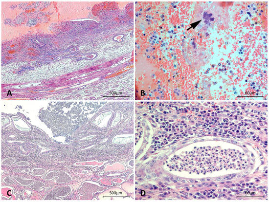 Transmission of Escherichia coli Causing Pyometra between Two Female Dogs