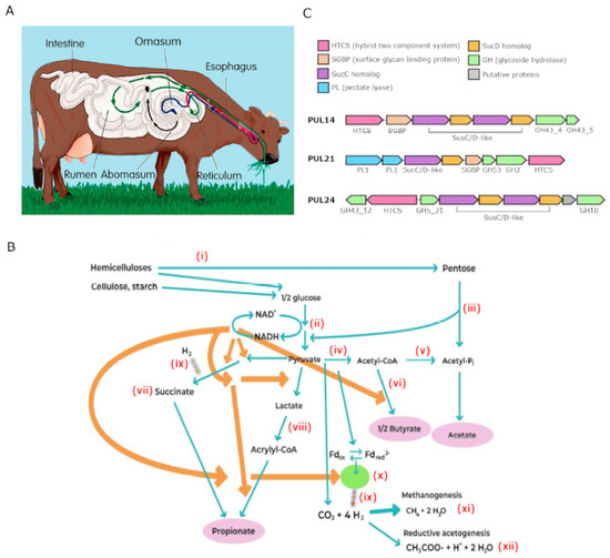 Prevotella: A Key Player in Ruminal Metabolism