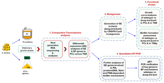 Microorganisms Free Full Text Staphylococcal Enterotoxins Enhance Biofilm Formation By