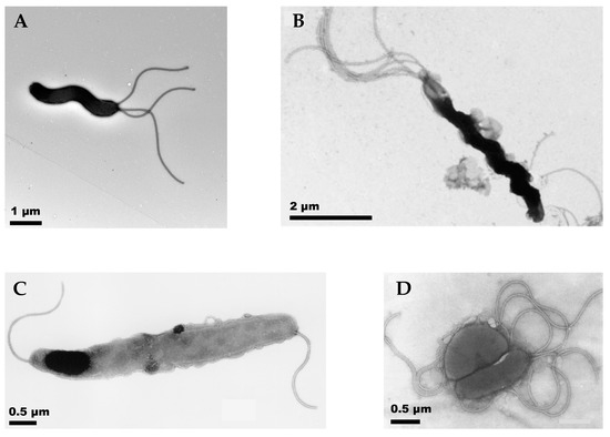 Motility of Different Gastric Helicobacter spp.