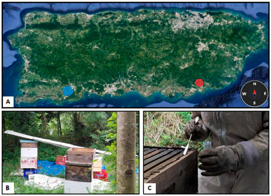 Microorganisms | Free Full-Text | Characterization of the Bacterial ...