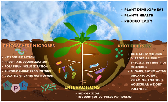 Rhizosphere Microorganisms Supply Availability of Soil Nutrients and ...