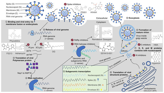 A Mini-Review on the Common Antiviral Drug Targets of Coronavirus