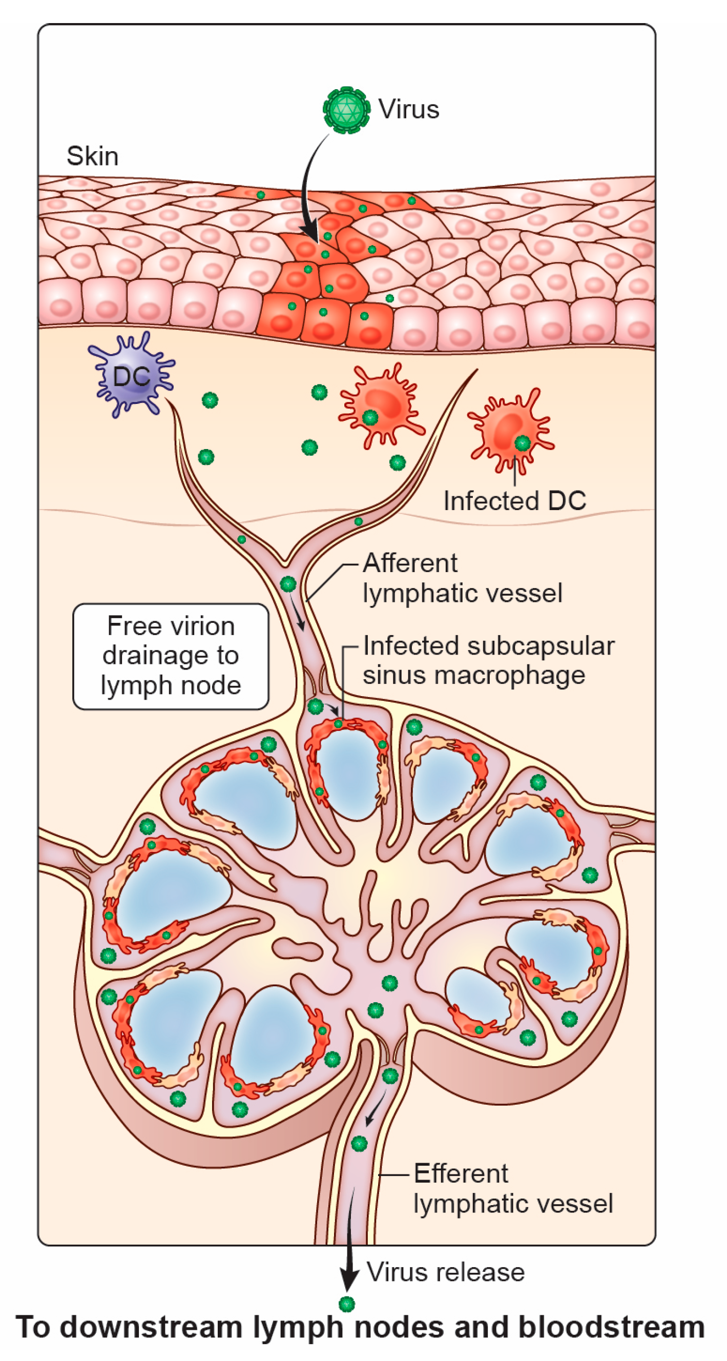 Viral Infection And Dissemination Through The Lymphatic System Viral Infection And Dissemination Through The Lymphatic System
