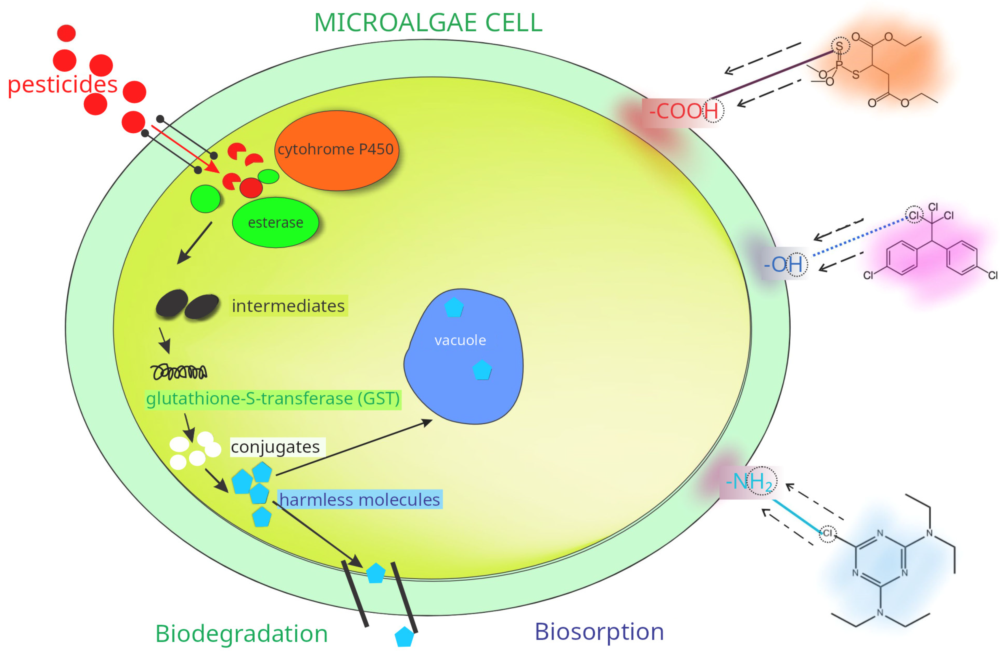 Harnessing Microalgae and Cyanobacteria for Sustainable Pesticide Biodegradation: Advances ...