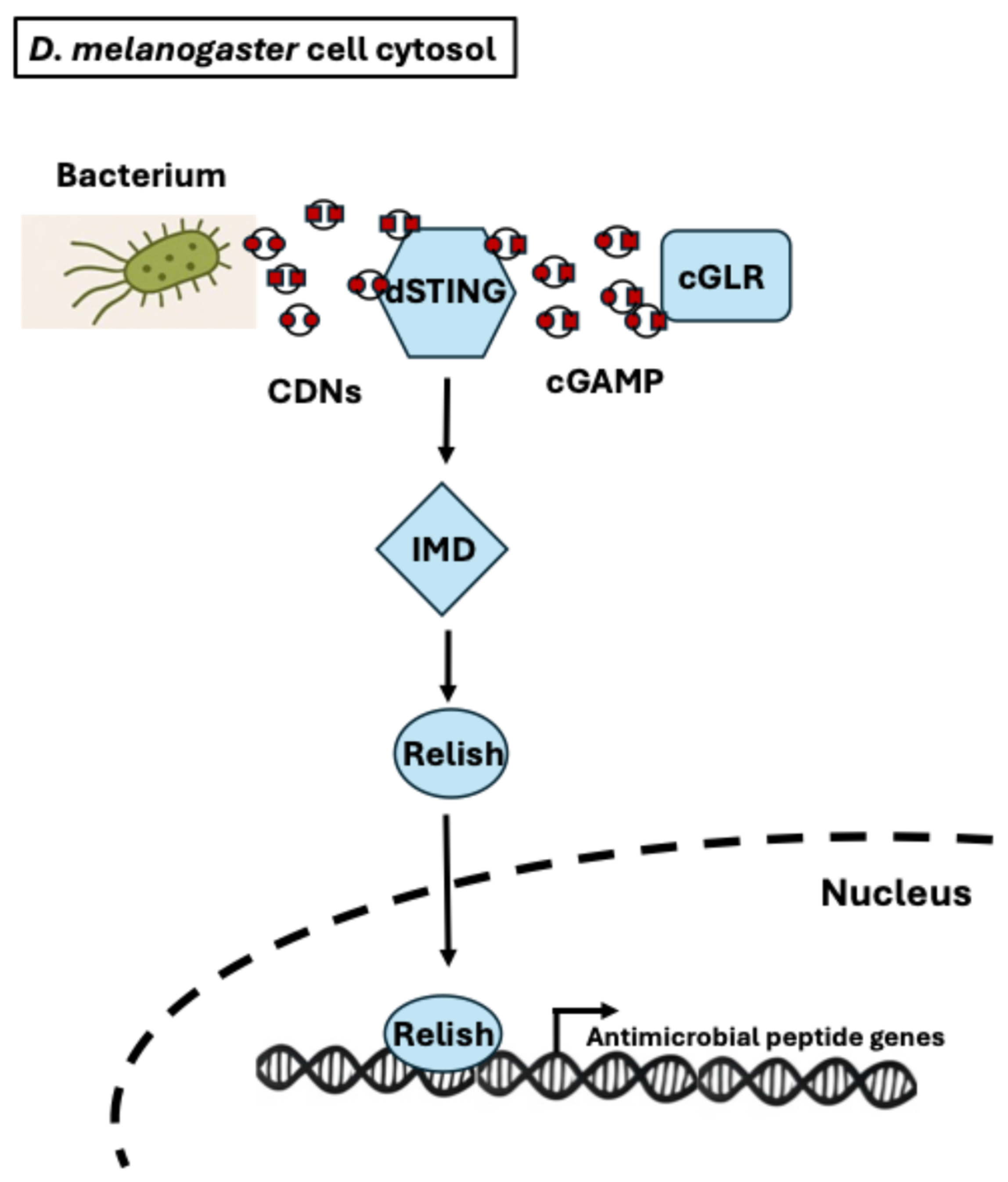 The Gut Microbiota of Drosophila melanogaster: A Model for Host–Microbe ...