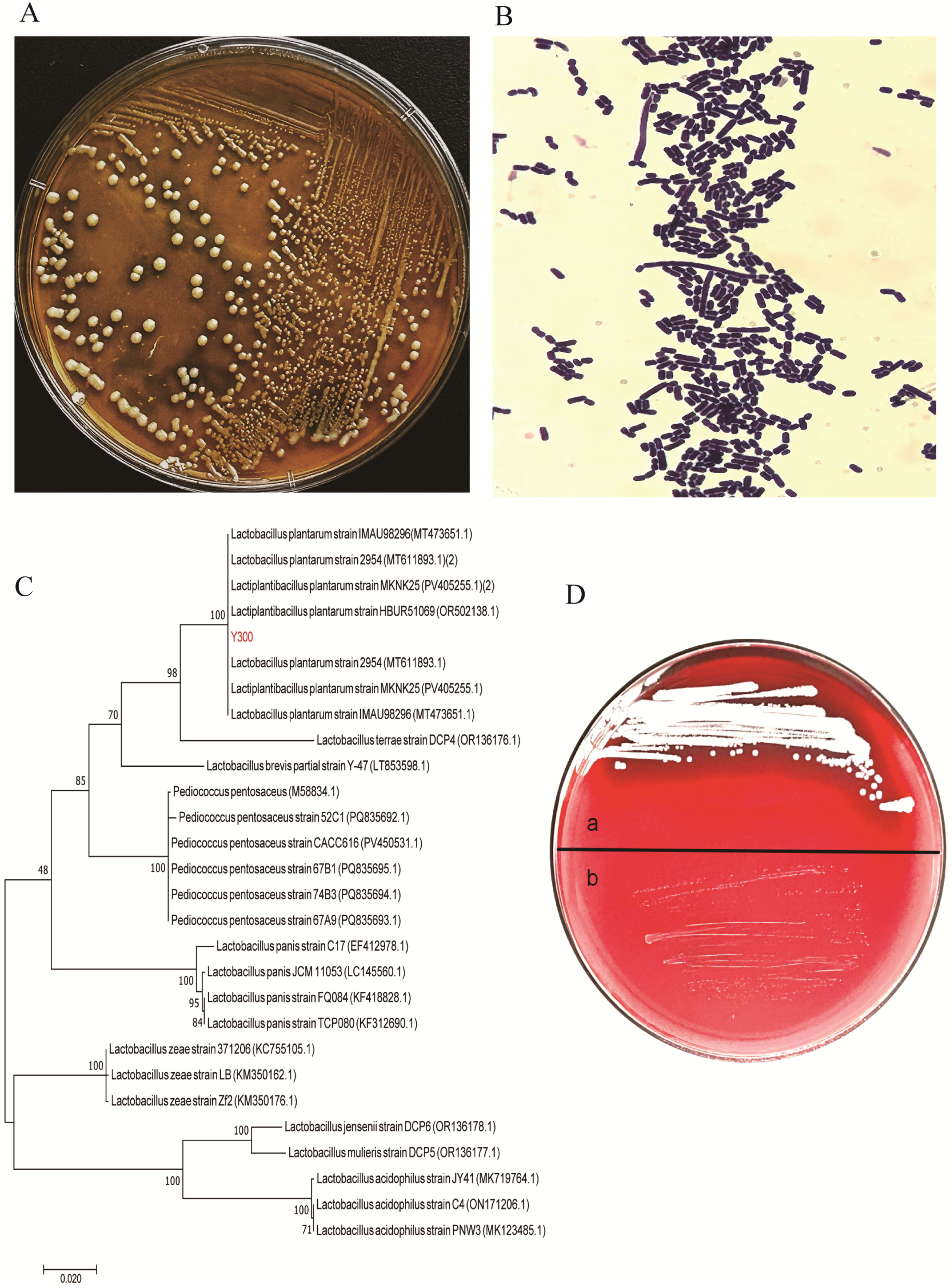 Complete Genome Sequence Analysis and Probiotic Characterisation of ...