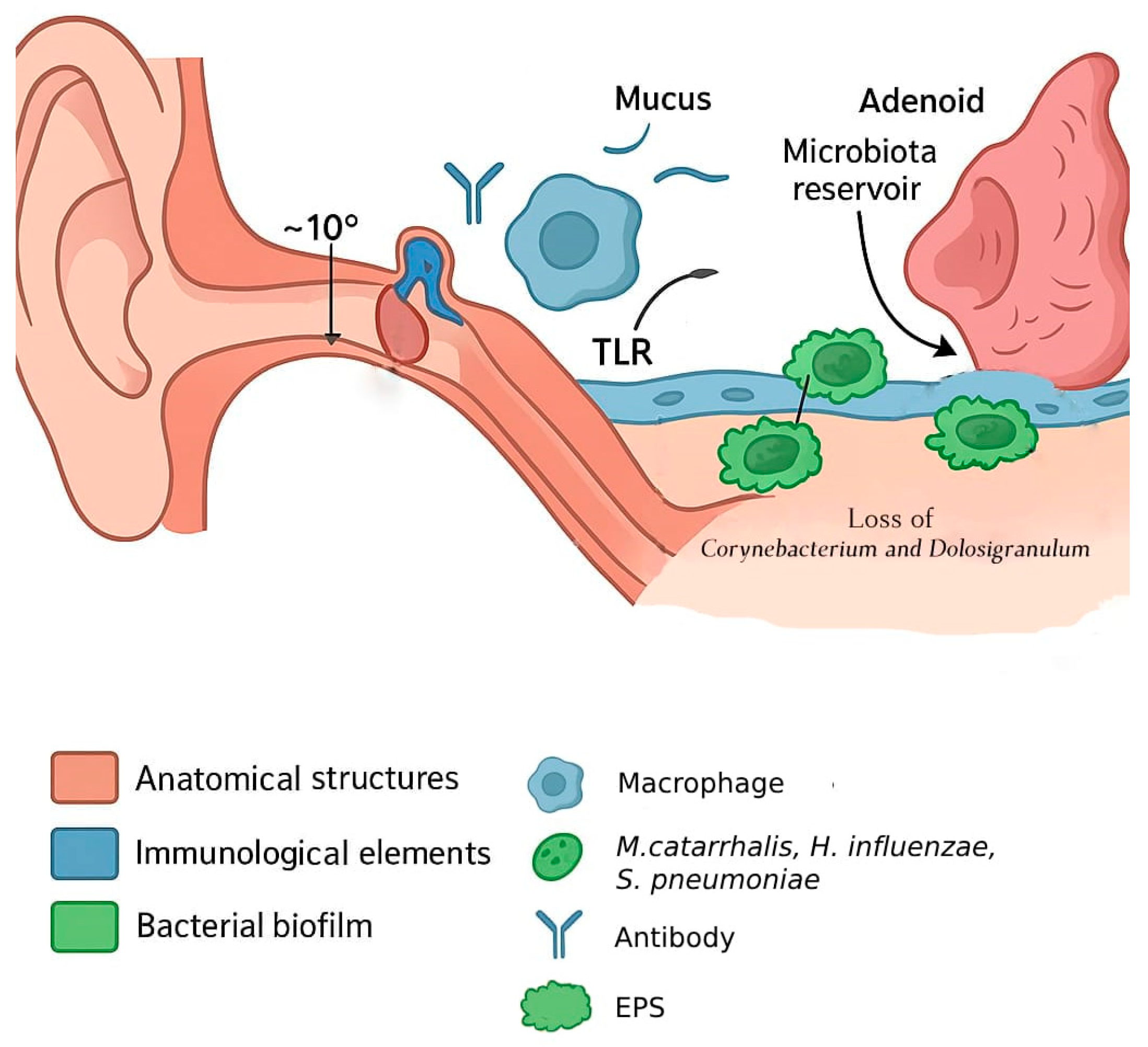 Biofilm Formation and Its Relationship with the Microbiome in Pediatric ...