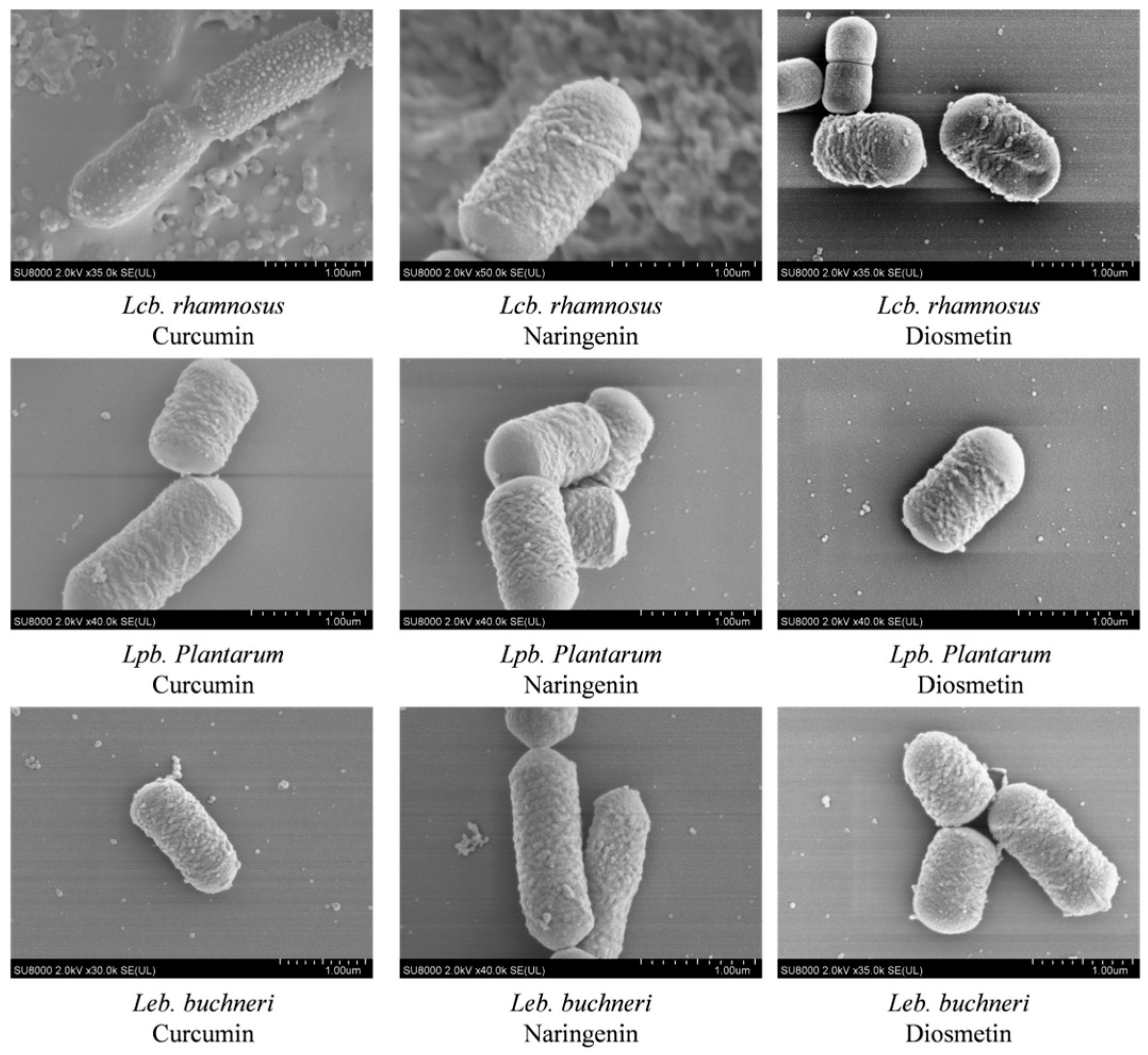 Screening of Lactic Acid Bacteria Tolerant to Antimicrobial Substances ...