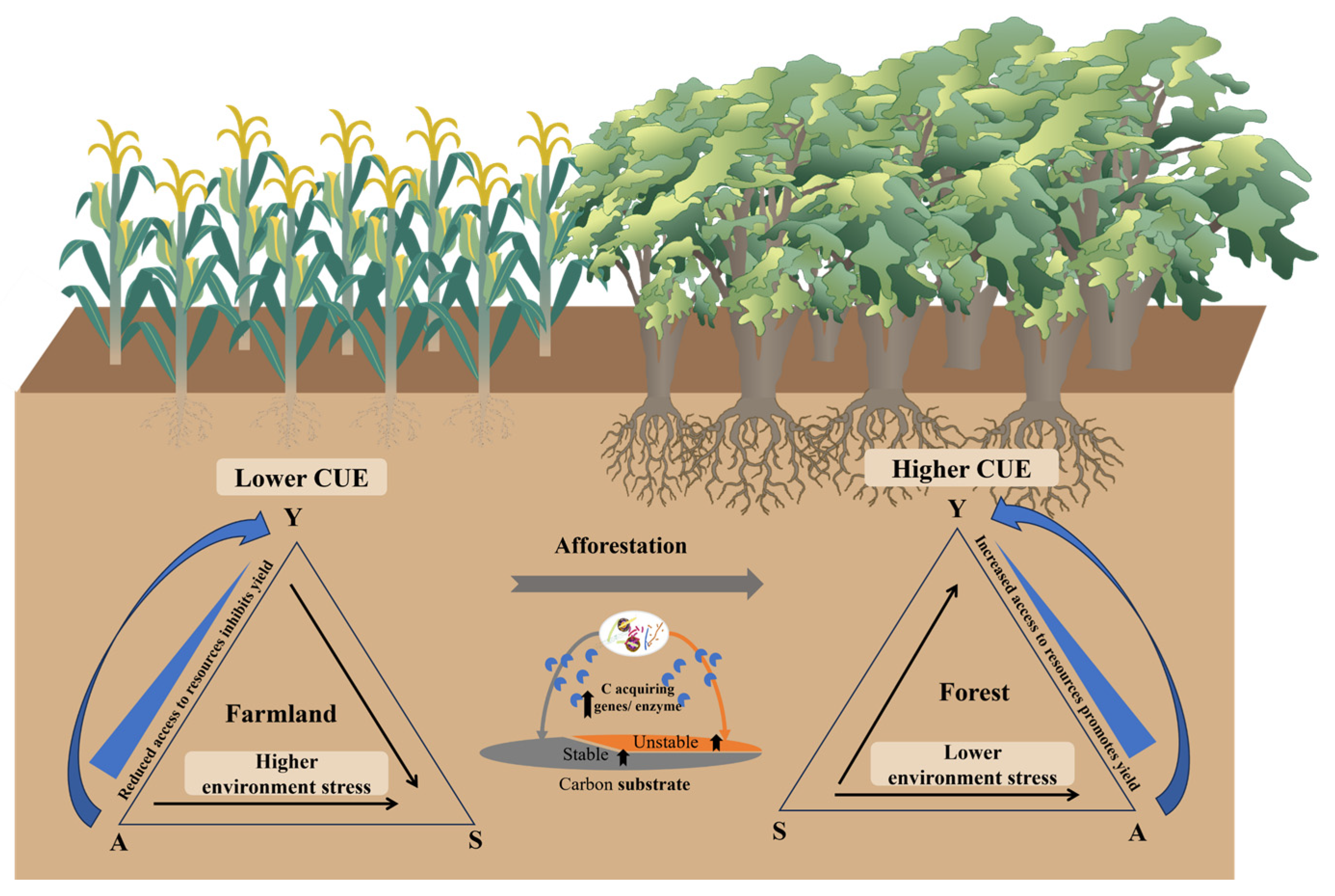 Soil Microbial Life History Strategies Drive Microbial Carbon Use ...