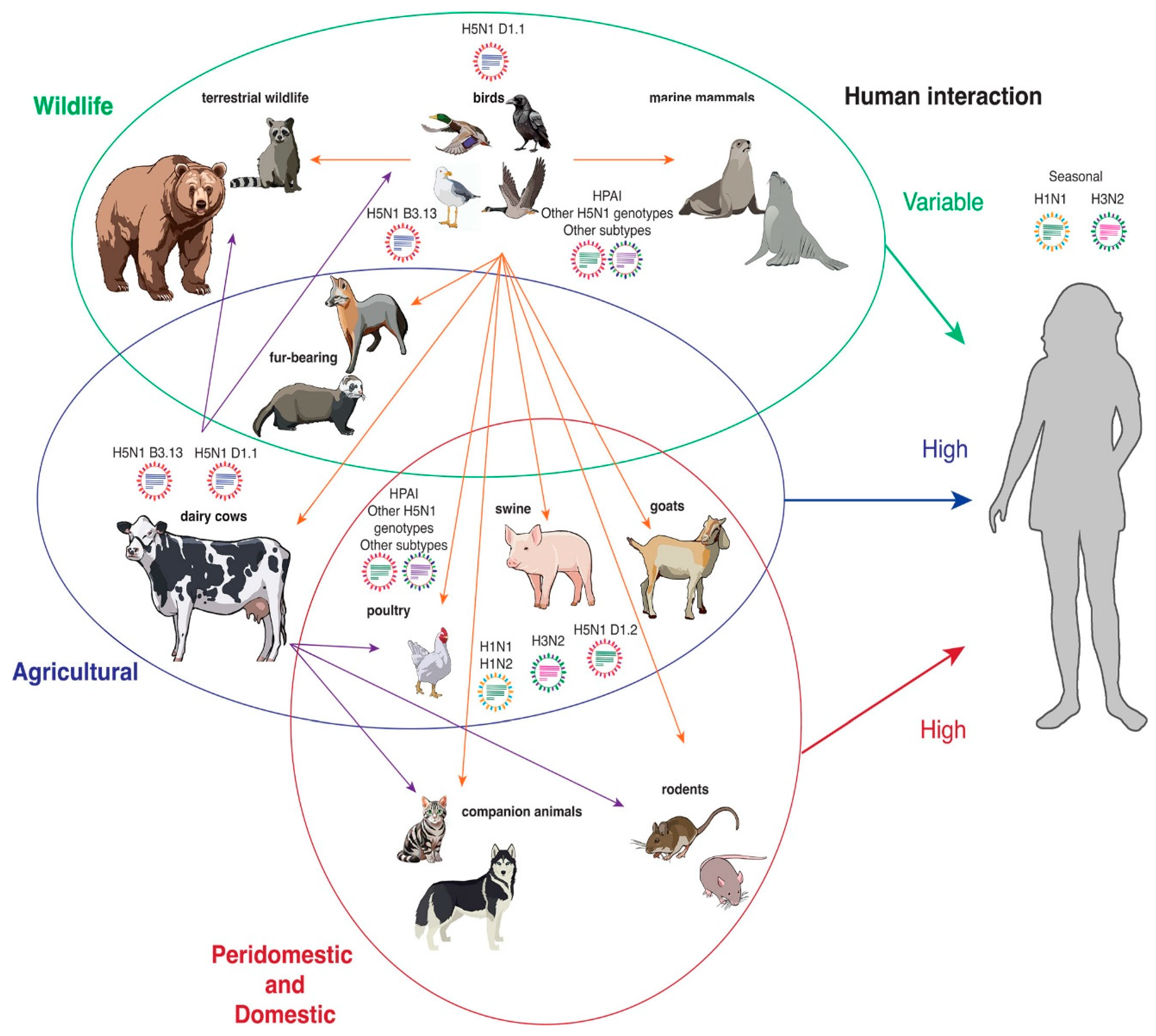 Highly Pathogenic Avian Influenza: Tracking the Progression from IAV ...