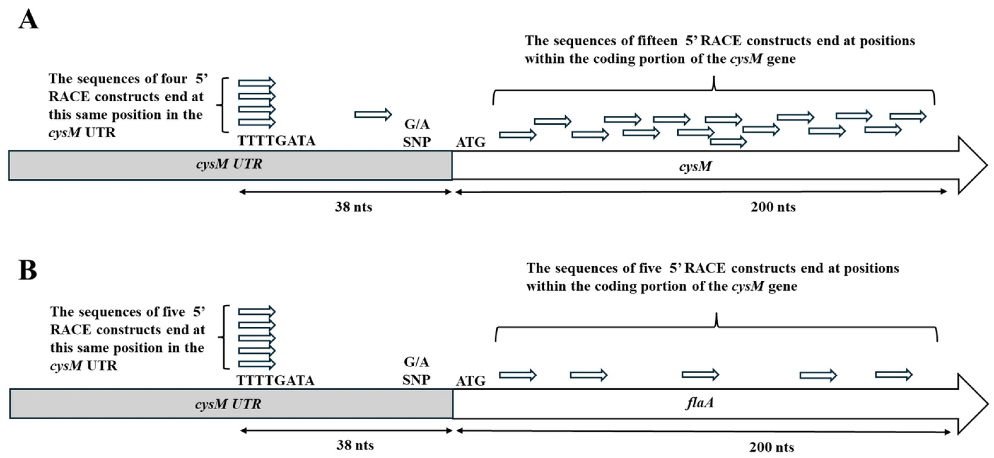 Sulfur Starvation, Sulfide Supplementation, and cysM Transcription in ...
