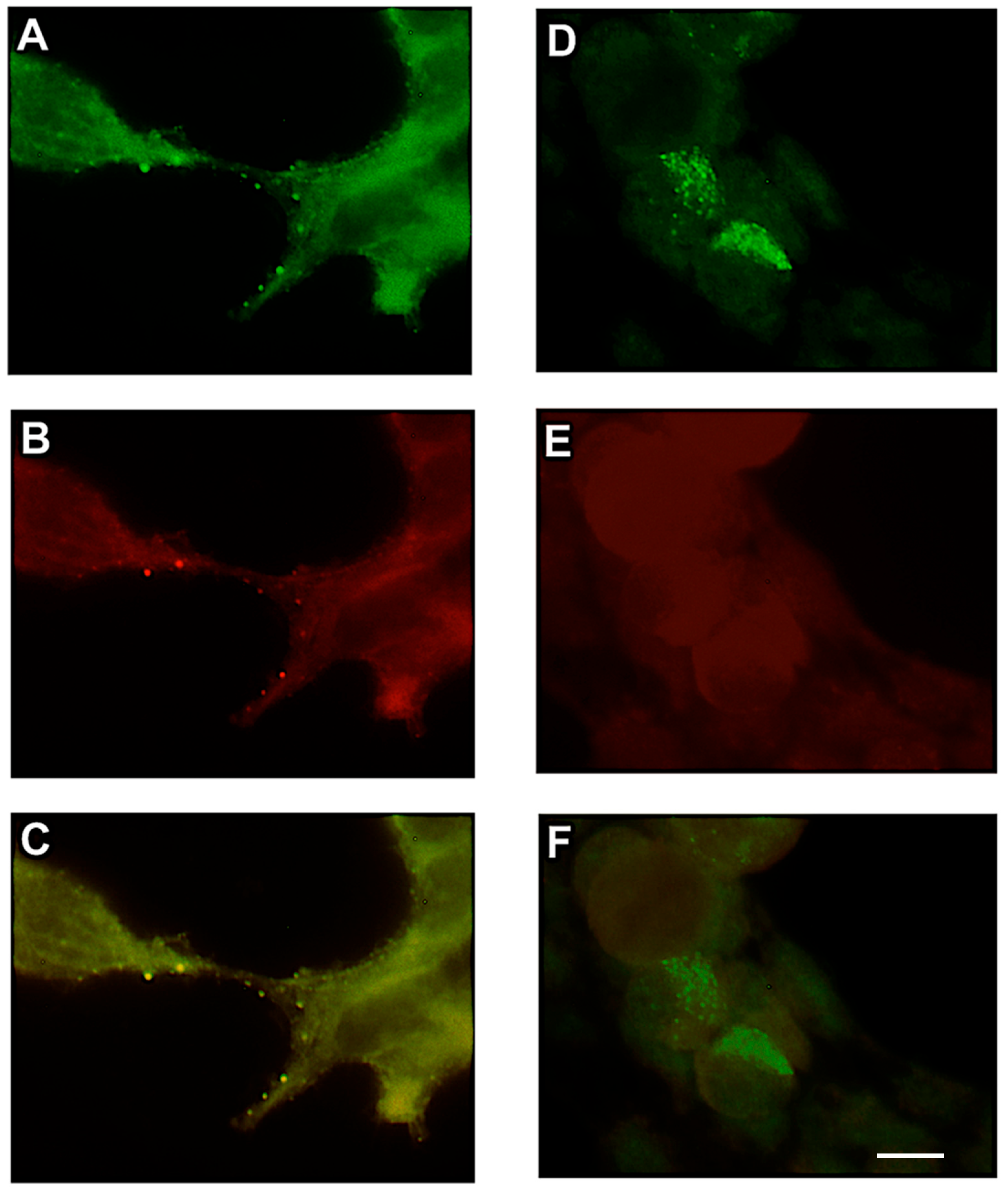 Selective Budding of SARS-CoV-Like Particles from Glycolipid-Enriched ...