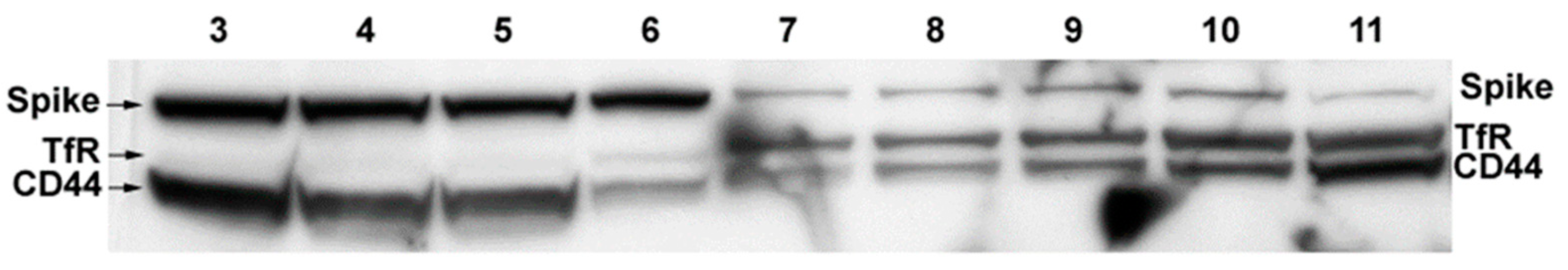 Selective Budding of SARS-CoV-Like Particles from Glycolipid-Enriched ...