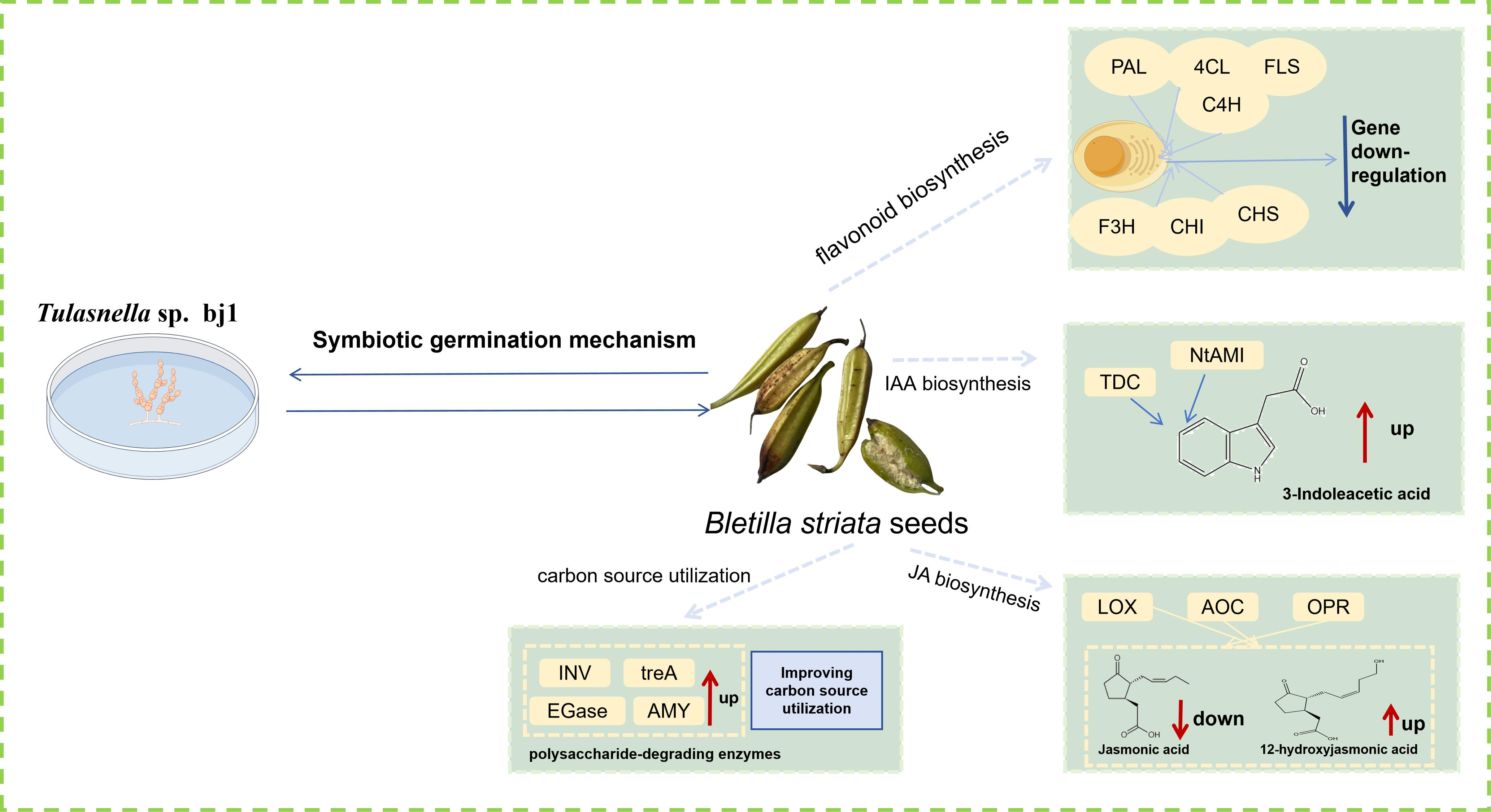 Deciphering Molecular Pathways of Bletilla striata Seeds Symbiotic ...