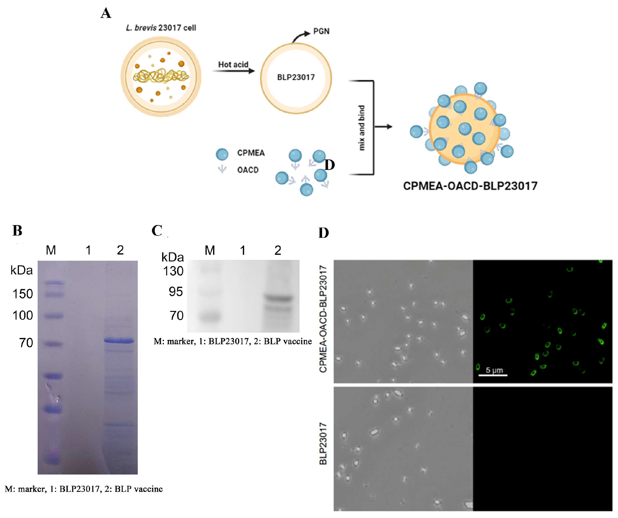Heat-Inactivated Selenium Nanoparticle-Enriched Lactobacillus Enhance ...