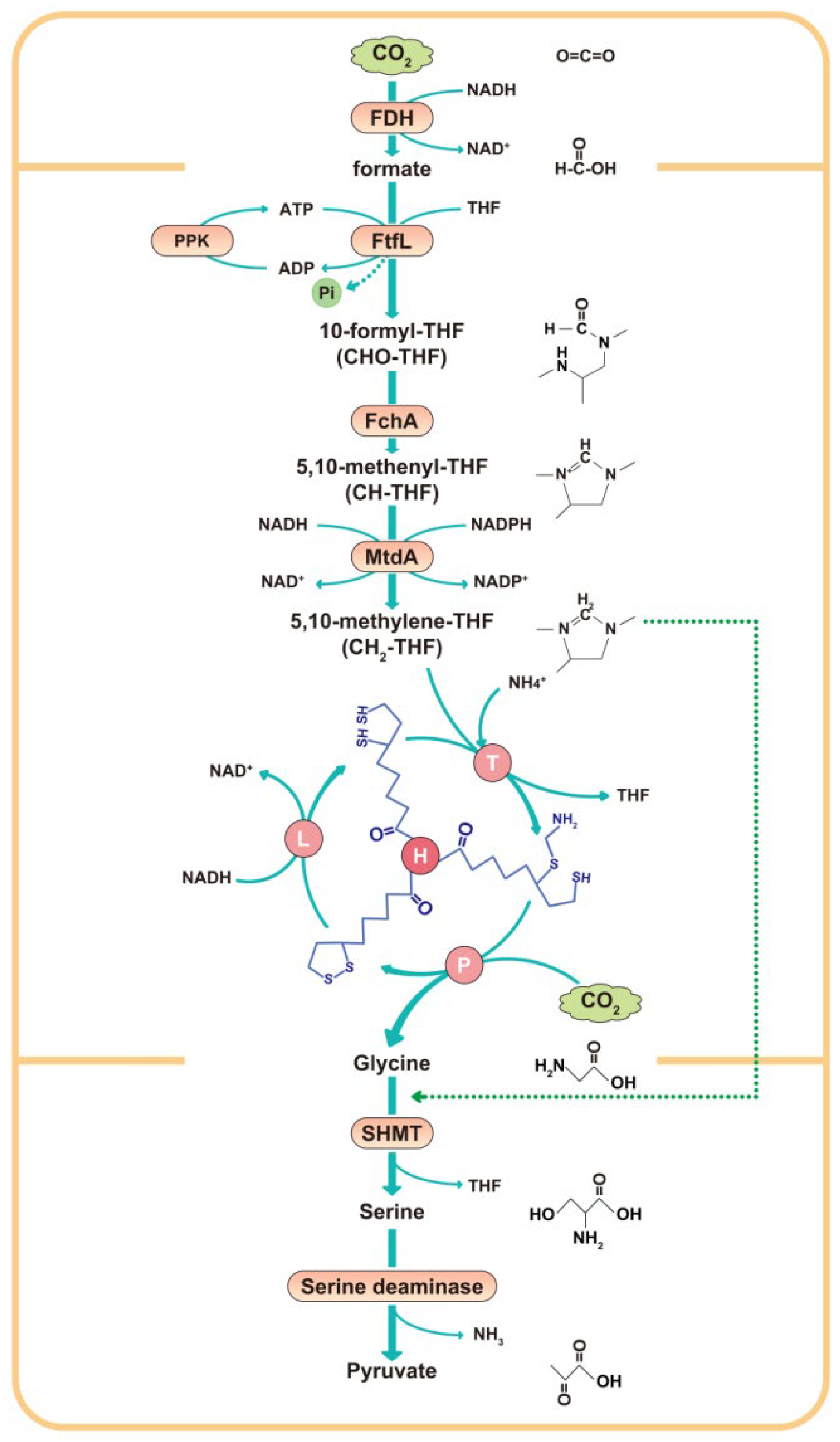 Biosynthesis of Glycine from One-Carbon Resources Using an Engineered ...