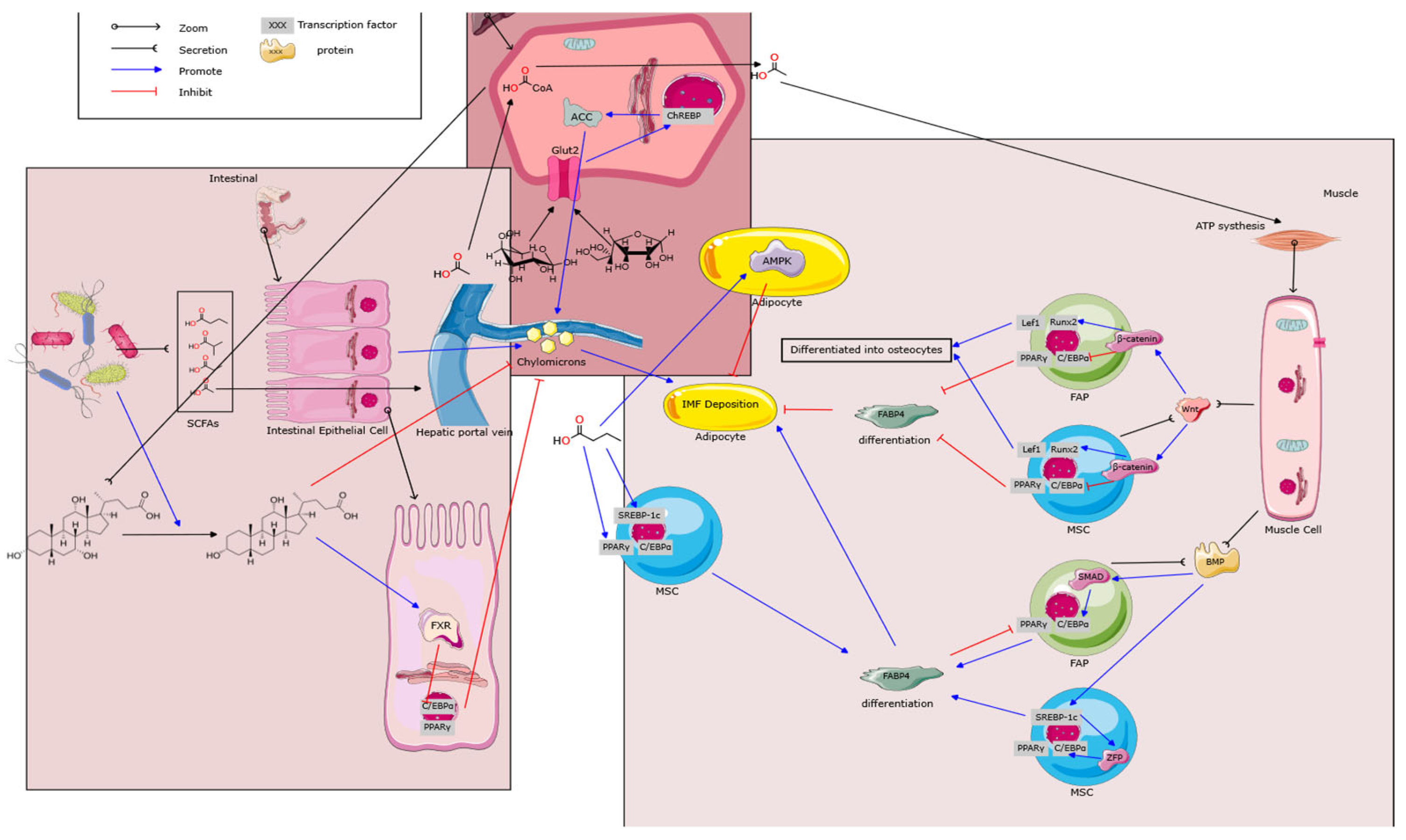 Gut Microbiota-Derived Metabolites to Regulate Intramuscular Fat ...