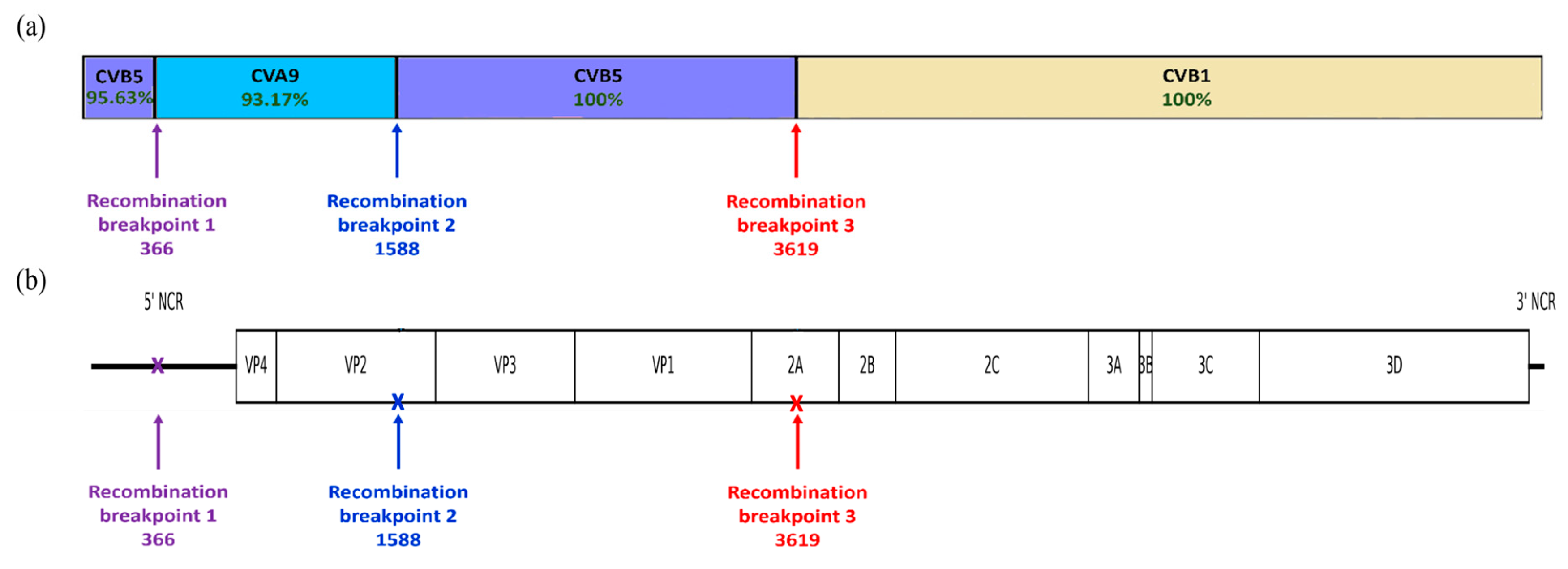 Genetic Diversity and Excretion Kinetics of Enteroviruses Excreted by ...