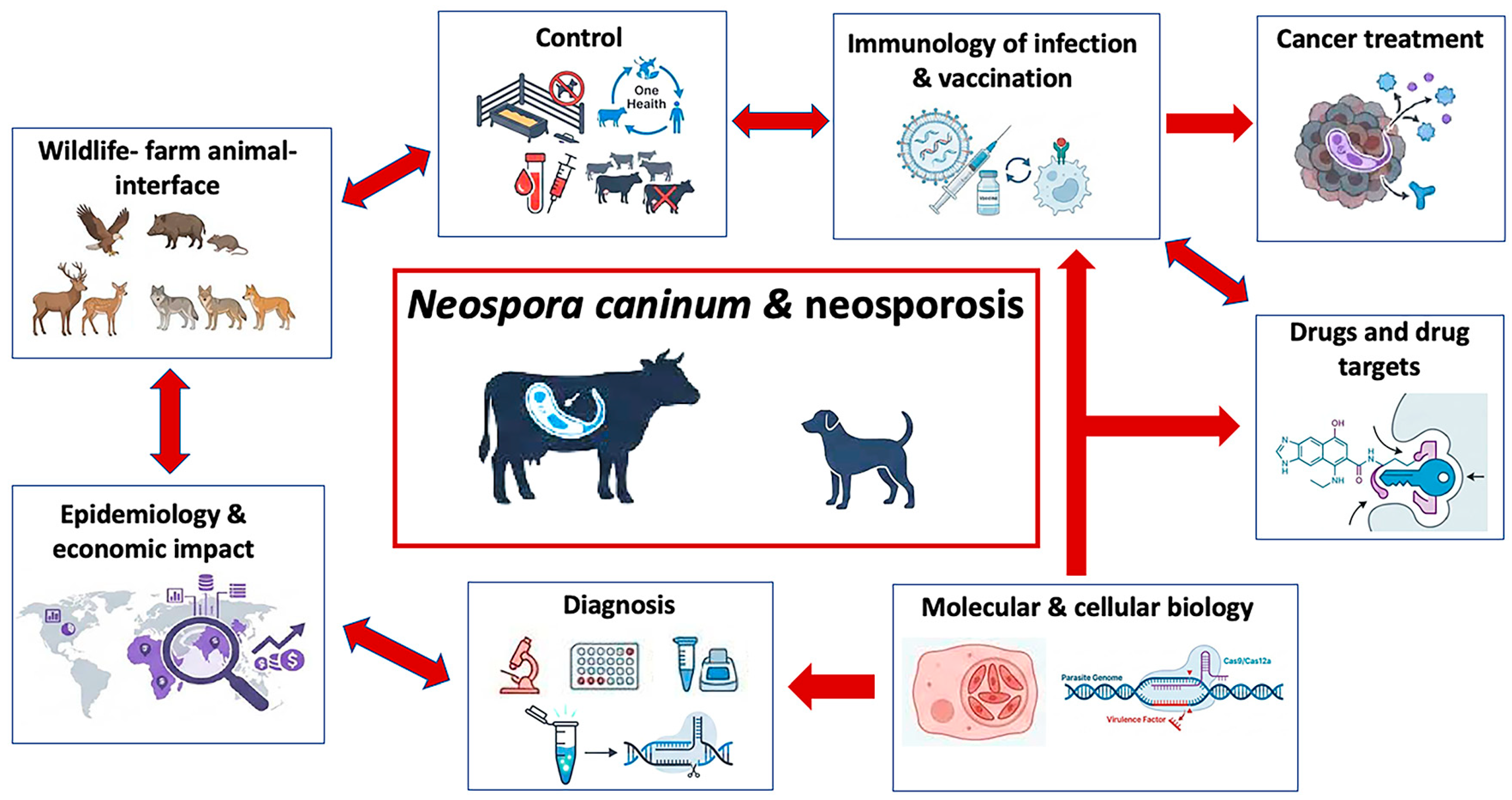 Neospora caninum: Recent Progress in Host-Pathogen Interactions ...