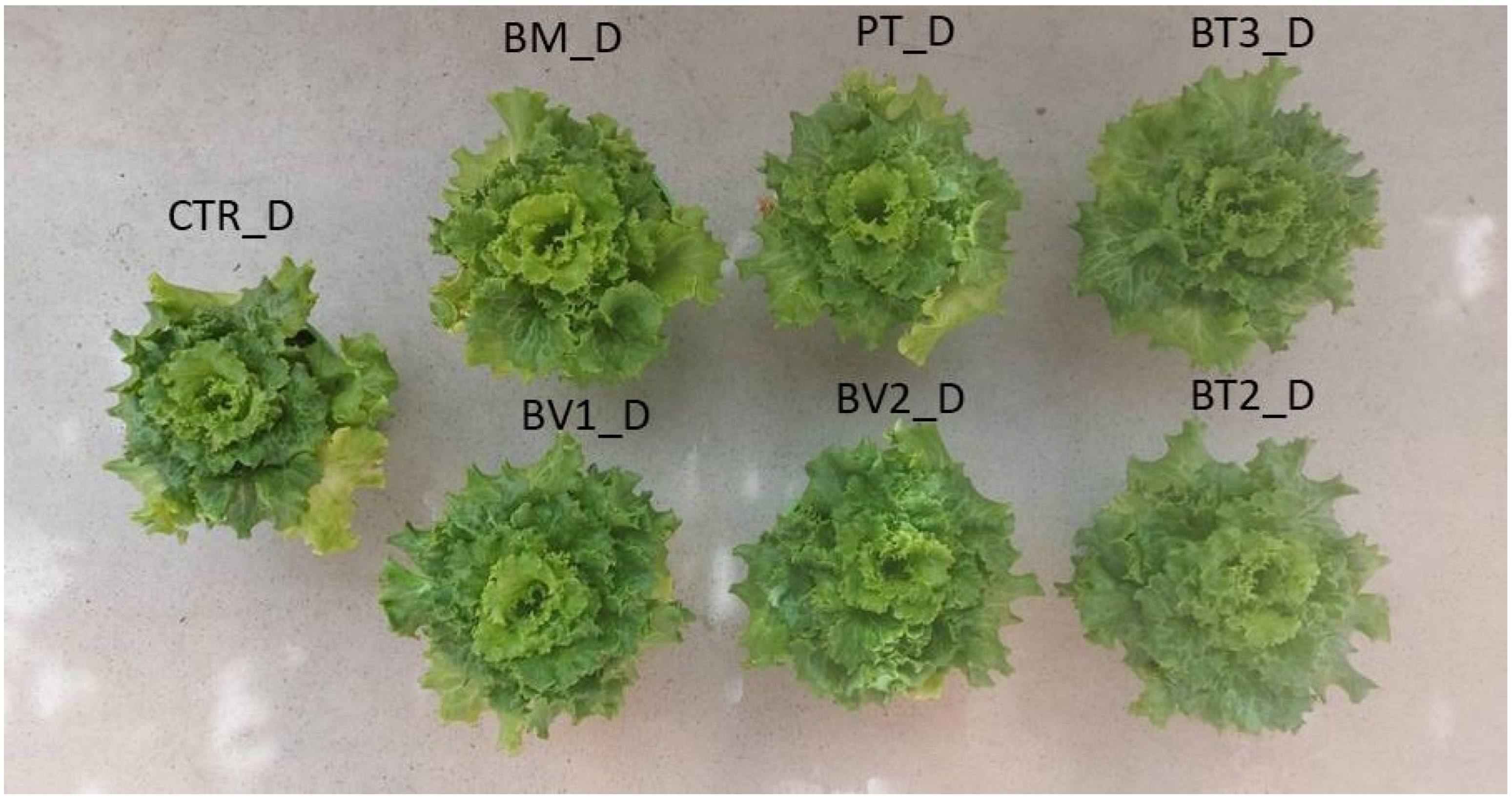 Isolation and Characterisation of Plant Growth-Promoting Rhizobacteria ...
