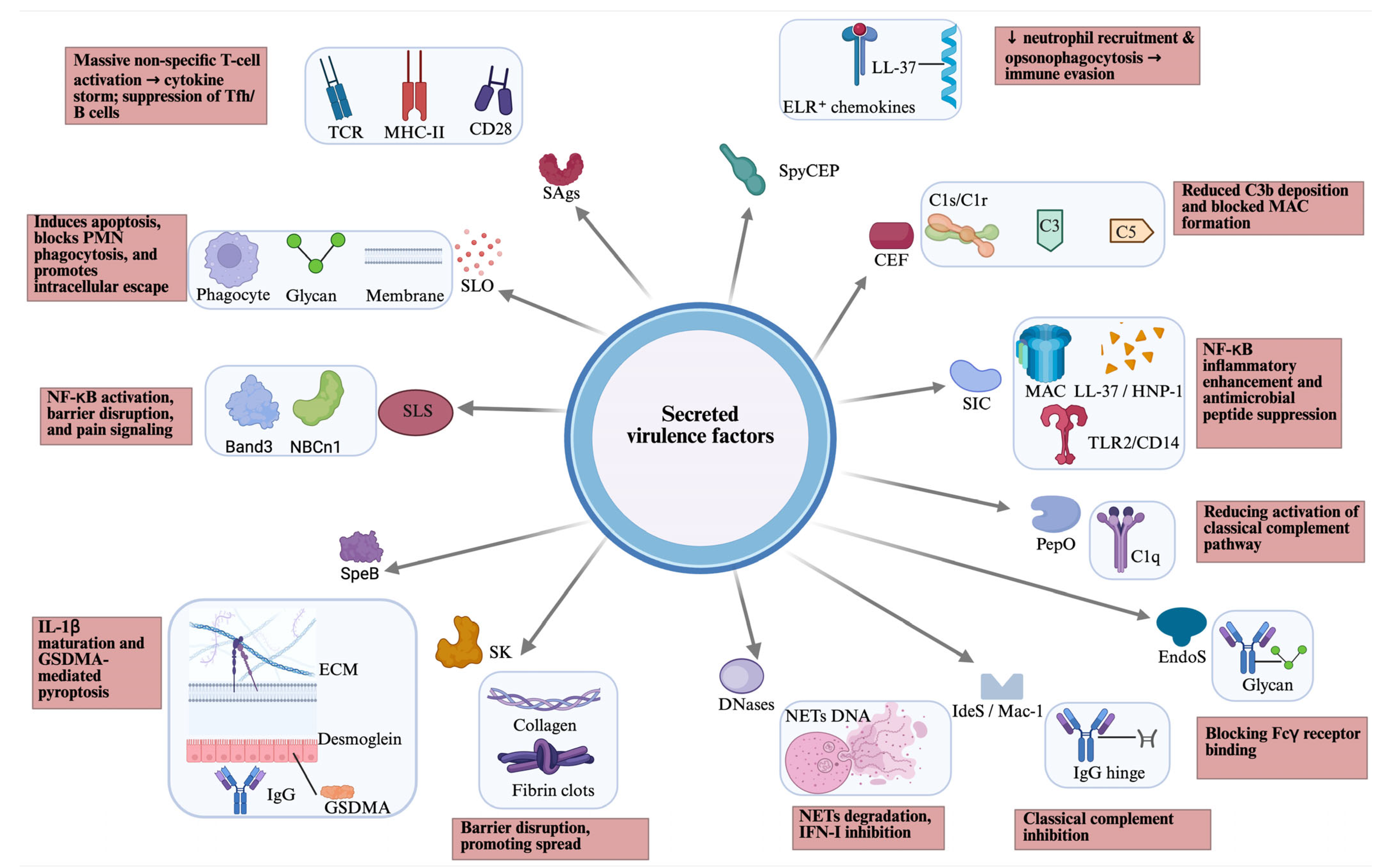 Group A Streptococcal Virulence Factors and Vaccine Development—An Update