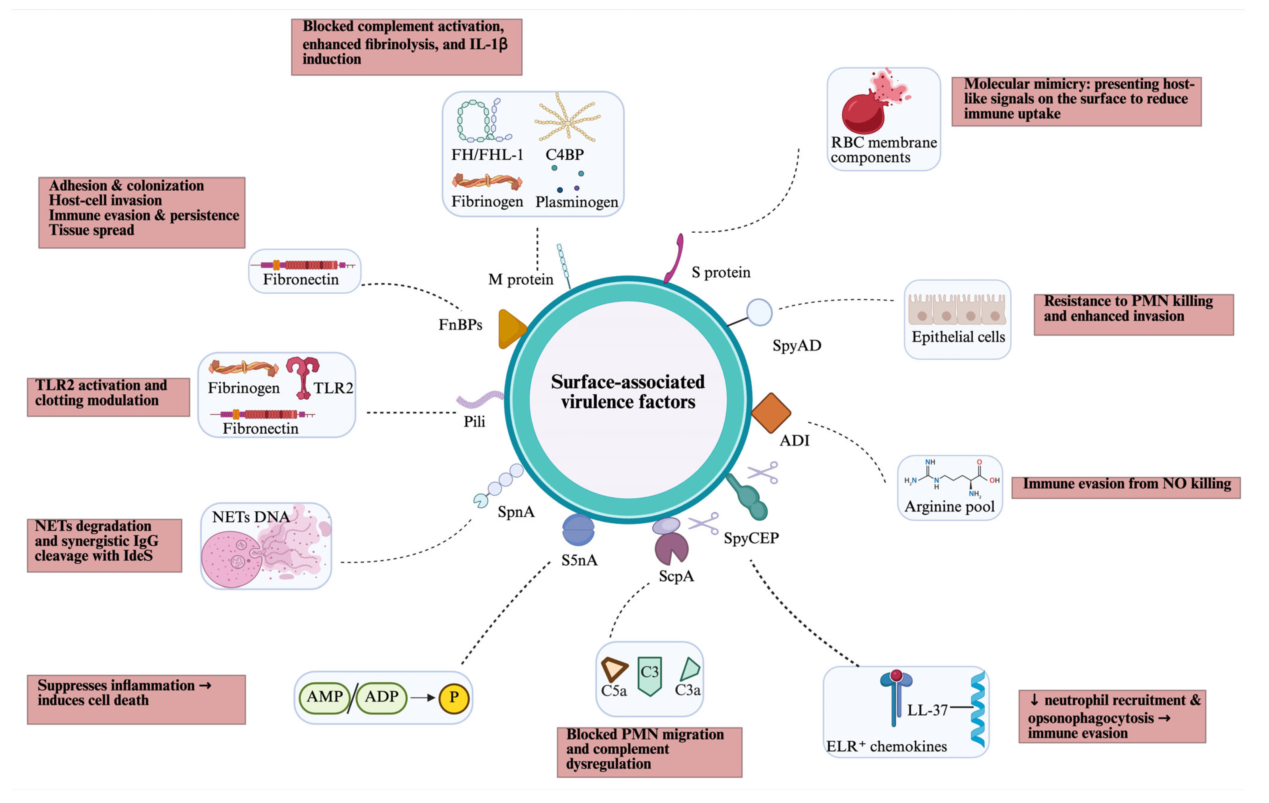 Group A Streptococcal Virulence Factors and Vaccine Development—An Update