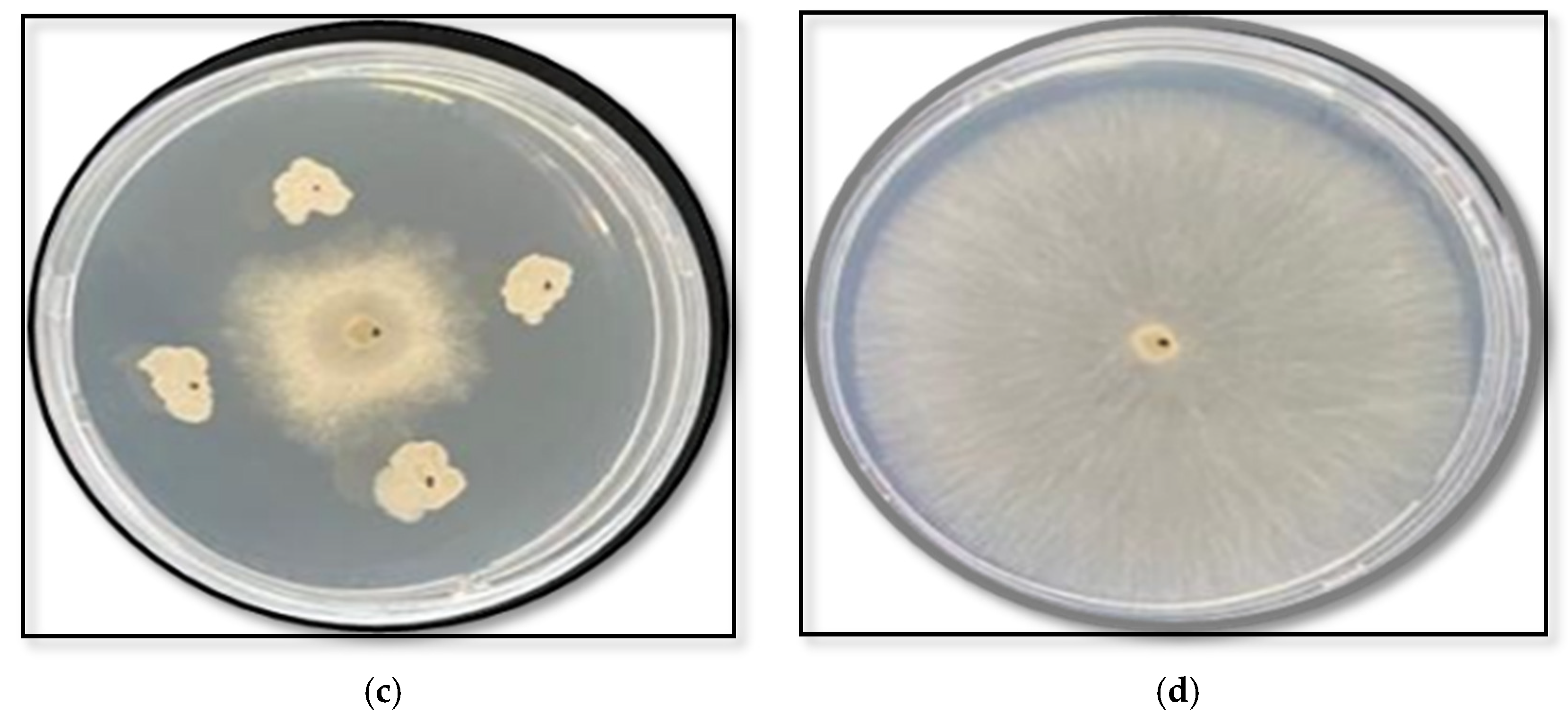 Biocontrol Potential of Three Bacterial Strains, Isolated from ...