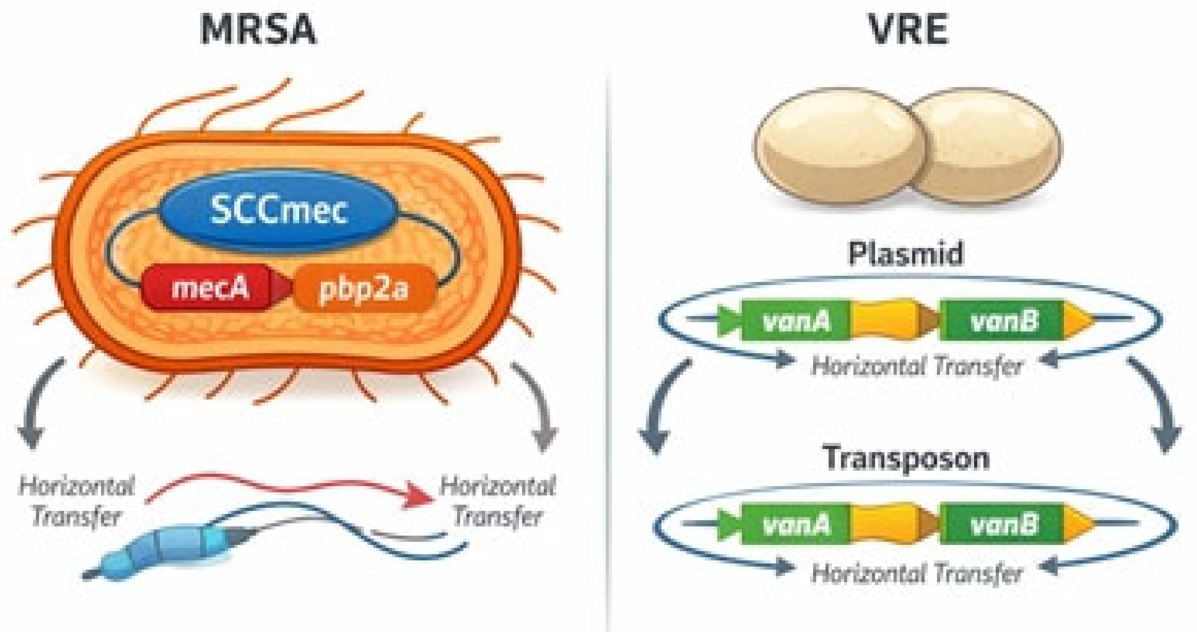 Methicillin-Resistant Staphylococcus aureus (MRSA) and Vancomycin ...