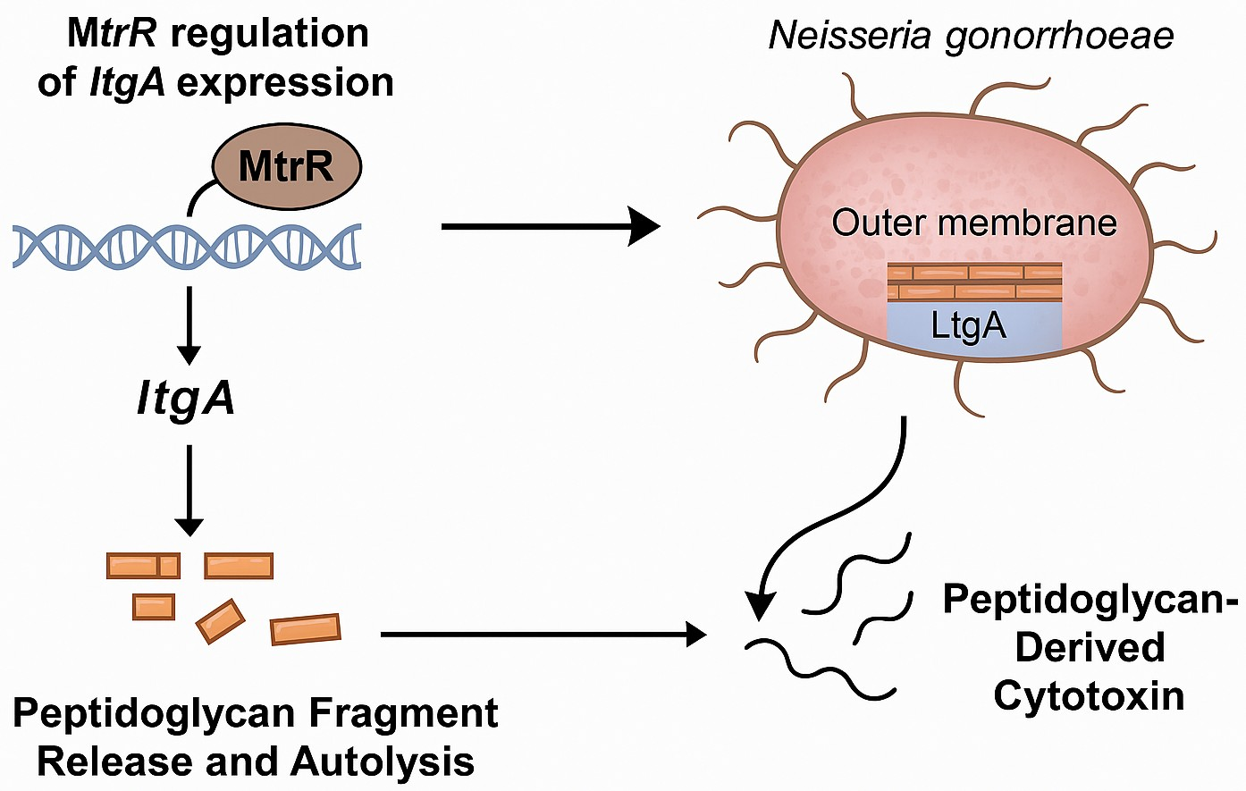 MtrR Regulates a Major Lytic Transglycosylase (ltgA) Responsible for ...