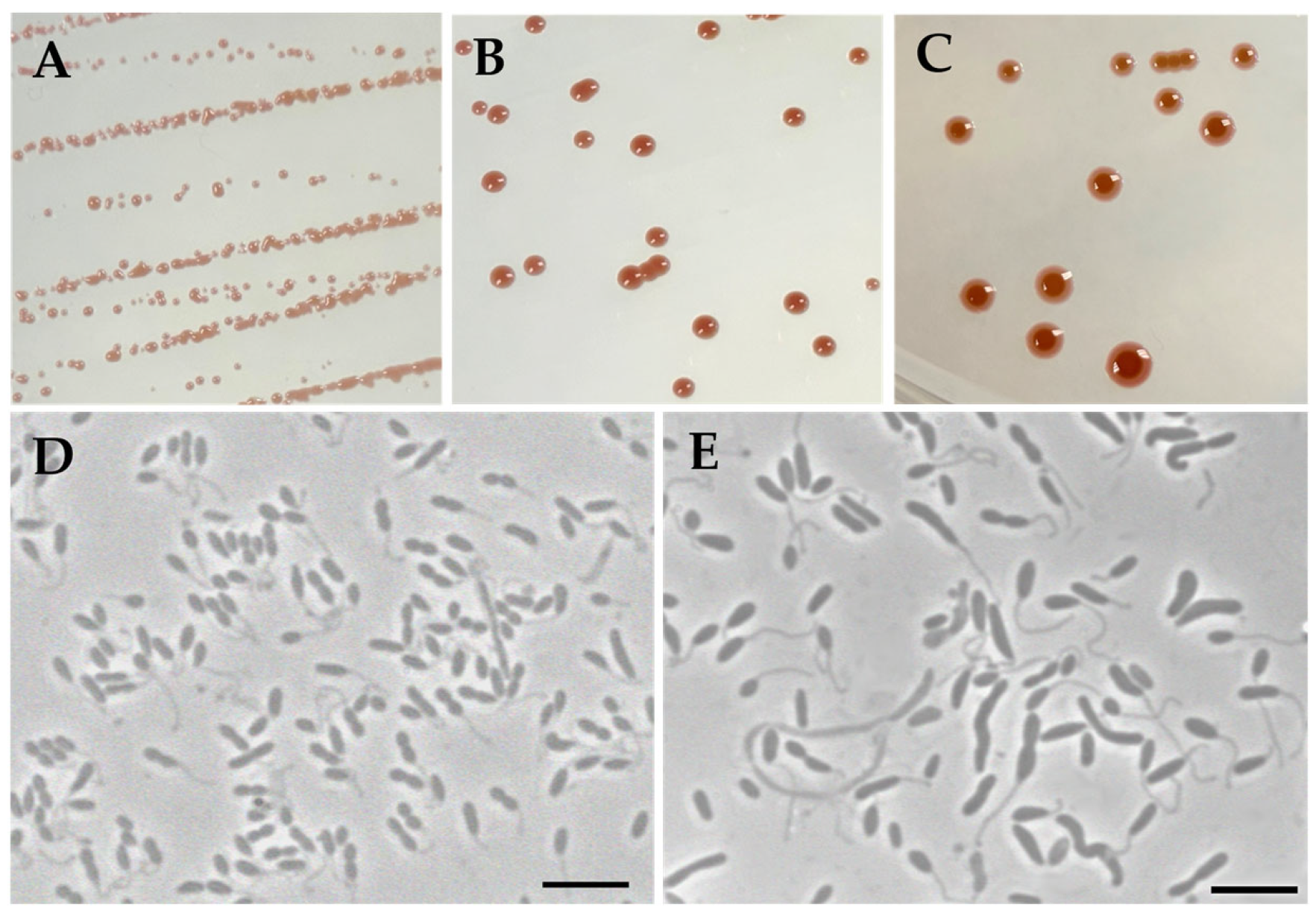 Apolloniradiicaulis salifontis gen. nov., sp. nov., a New Prosthecate ...