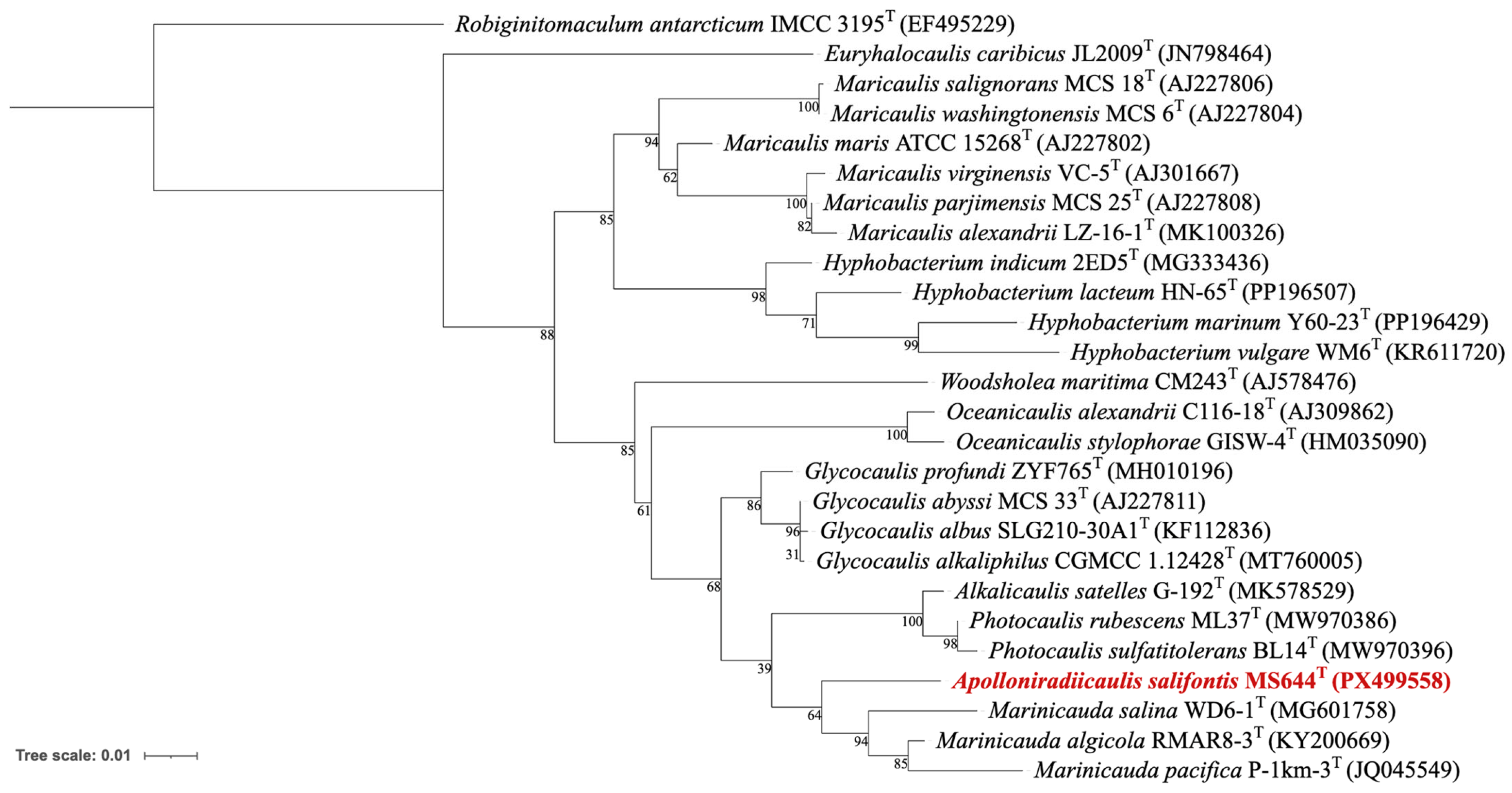 Apolloniradiicaulis salifontis gen. nov., sp. nov., a New Prosthecate ...