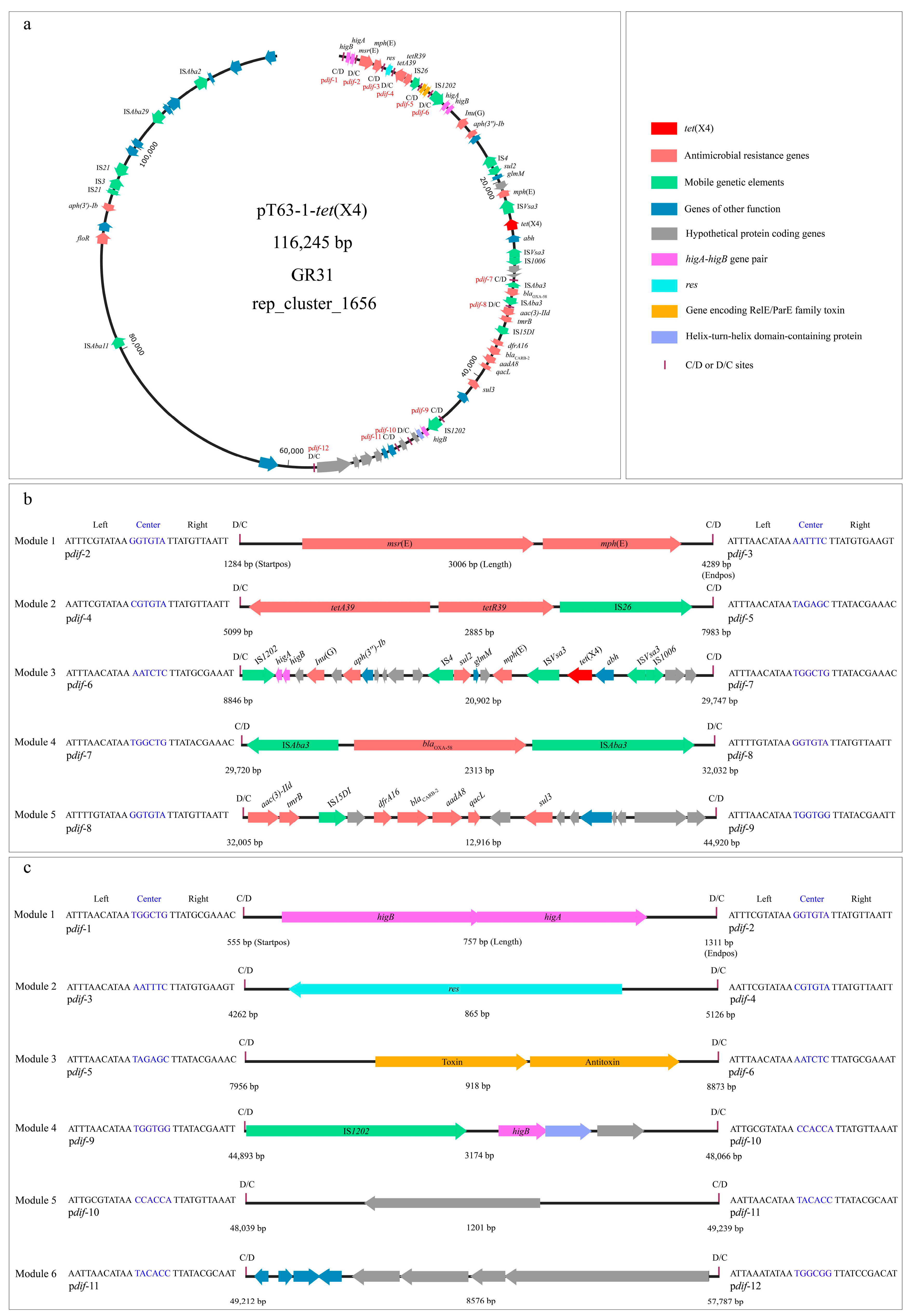 Bovine-Derived Acinetobacter indicus Co-Harboring Chromosomal tet(X3 ...